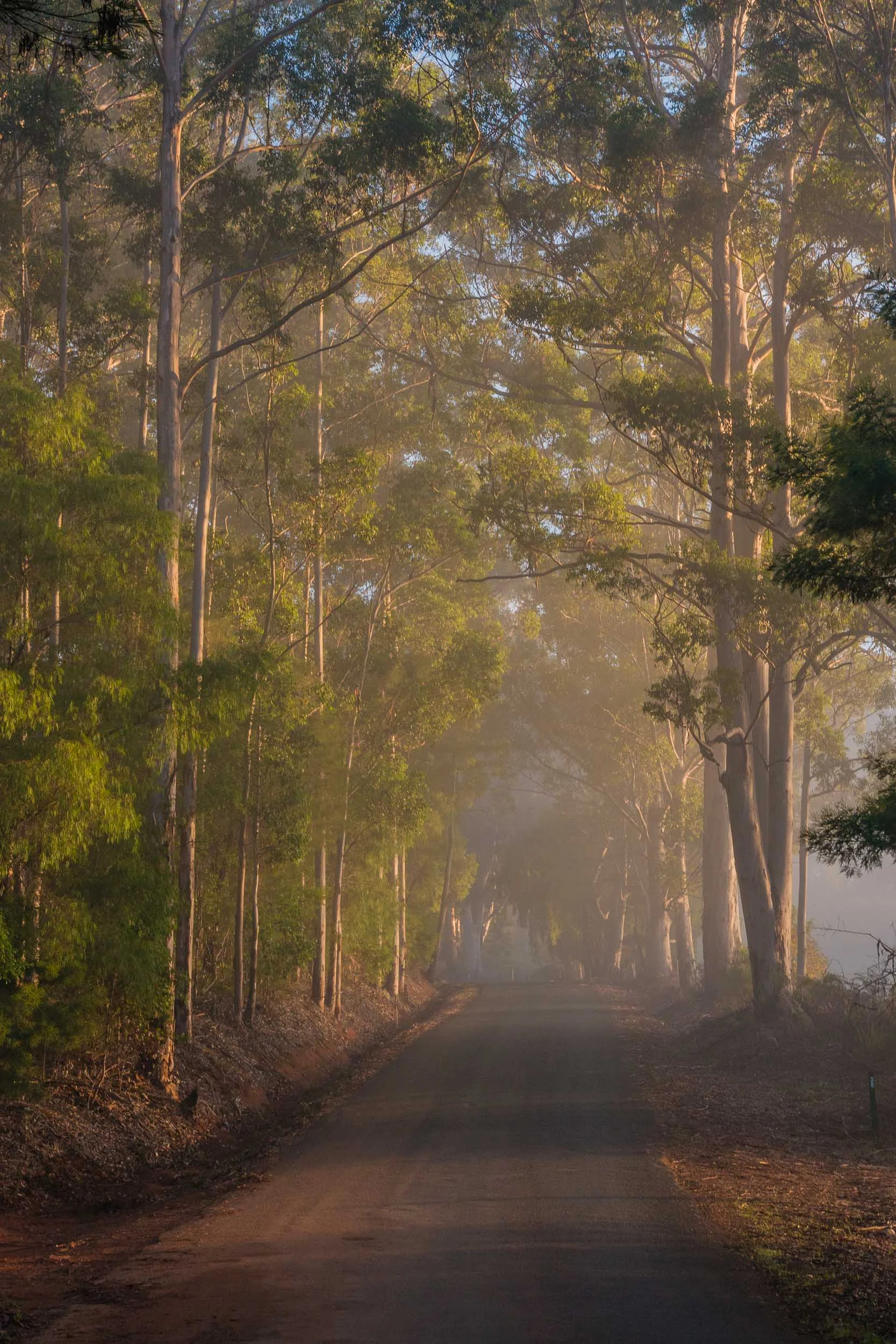 West Aussie Delicacies taking the World by Storm – Truffle Hunting in ...