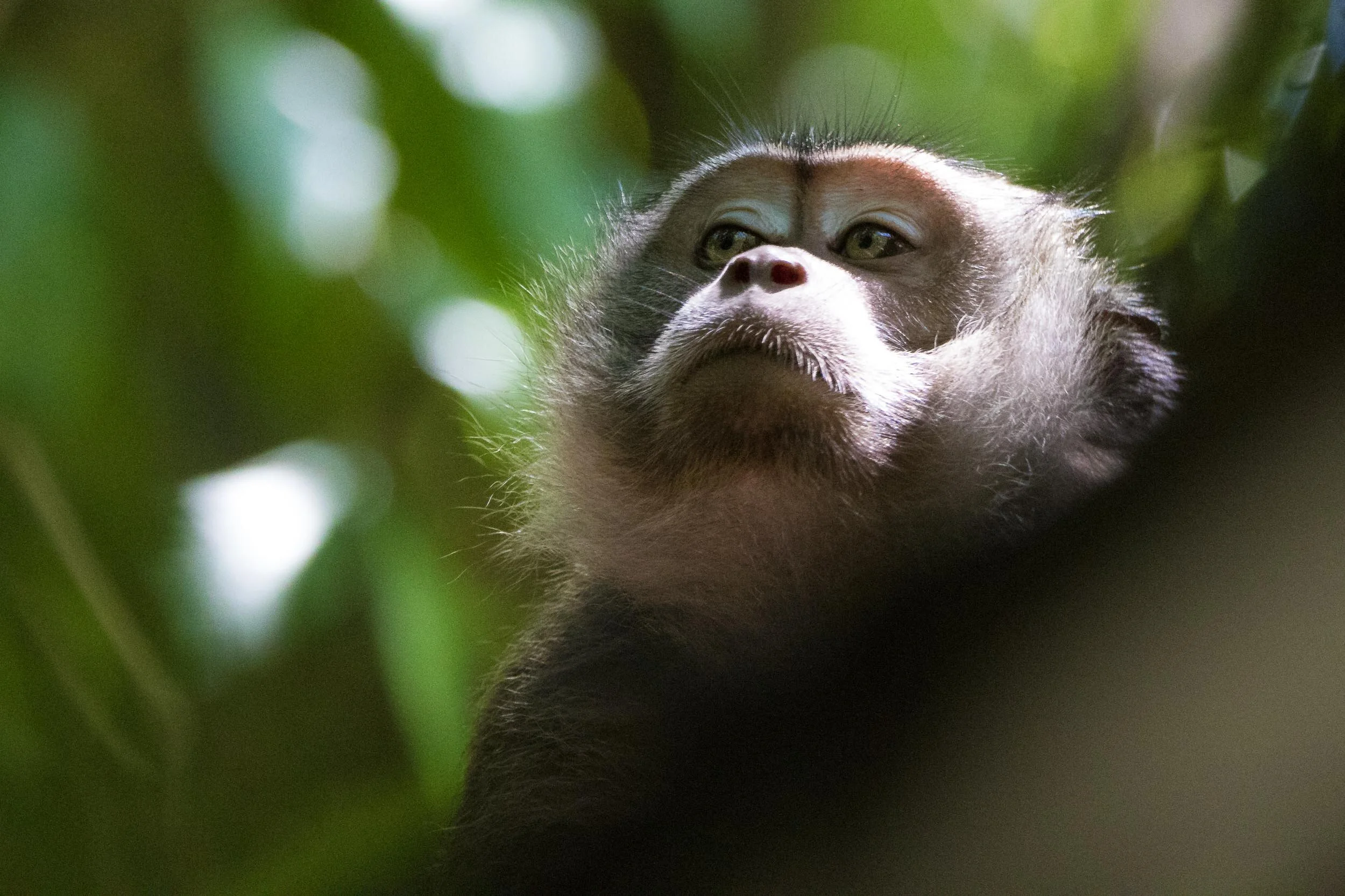Riverside Rainforest, Kinabatangan River Wildlife Sanctuary, Borneo ...