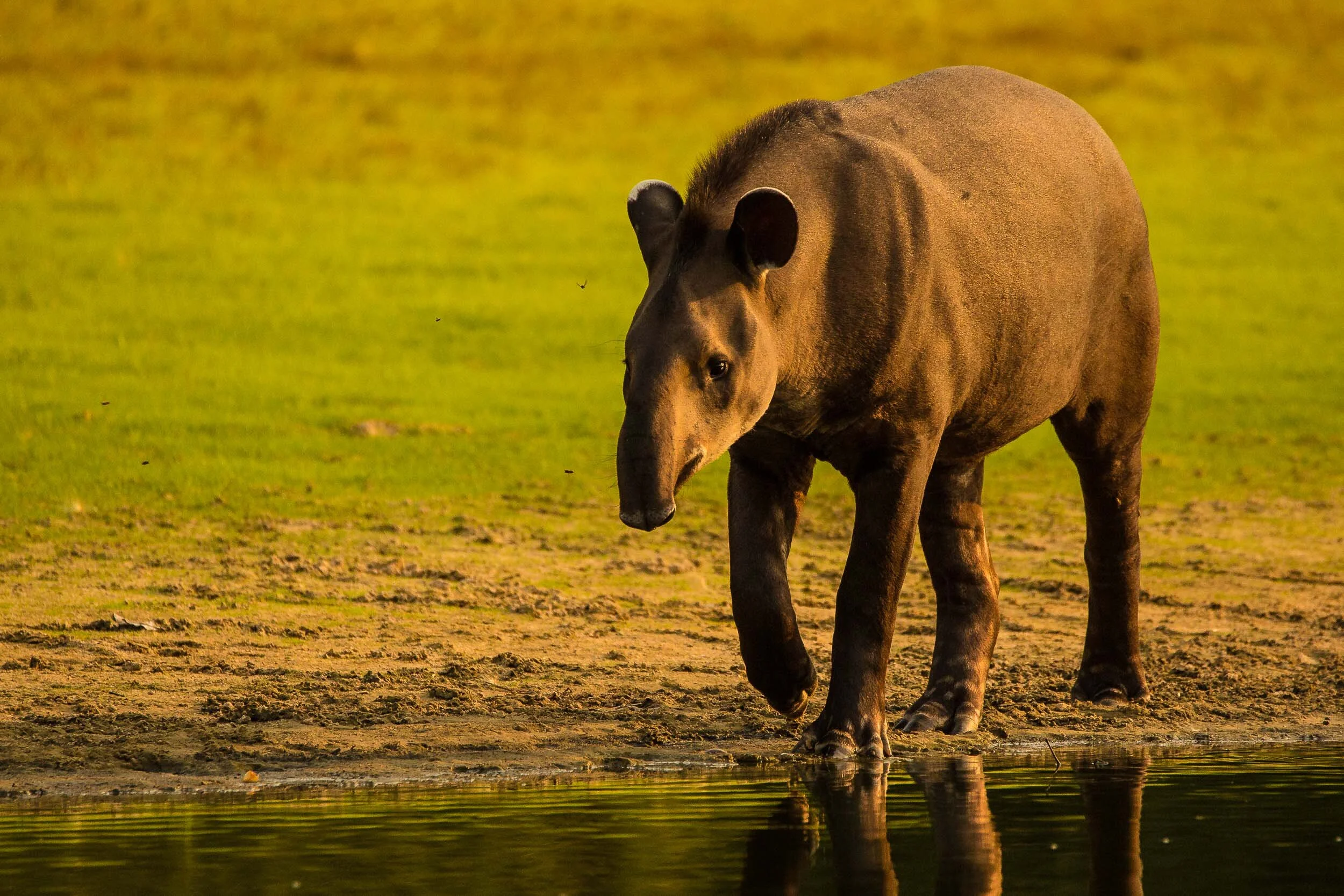 Where to See Jaguars in the Wild — YOLO Traveller