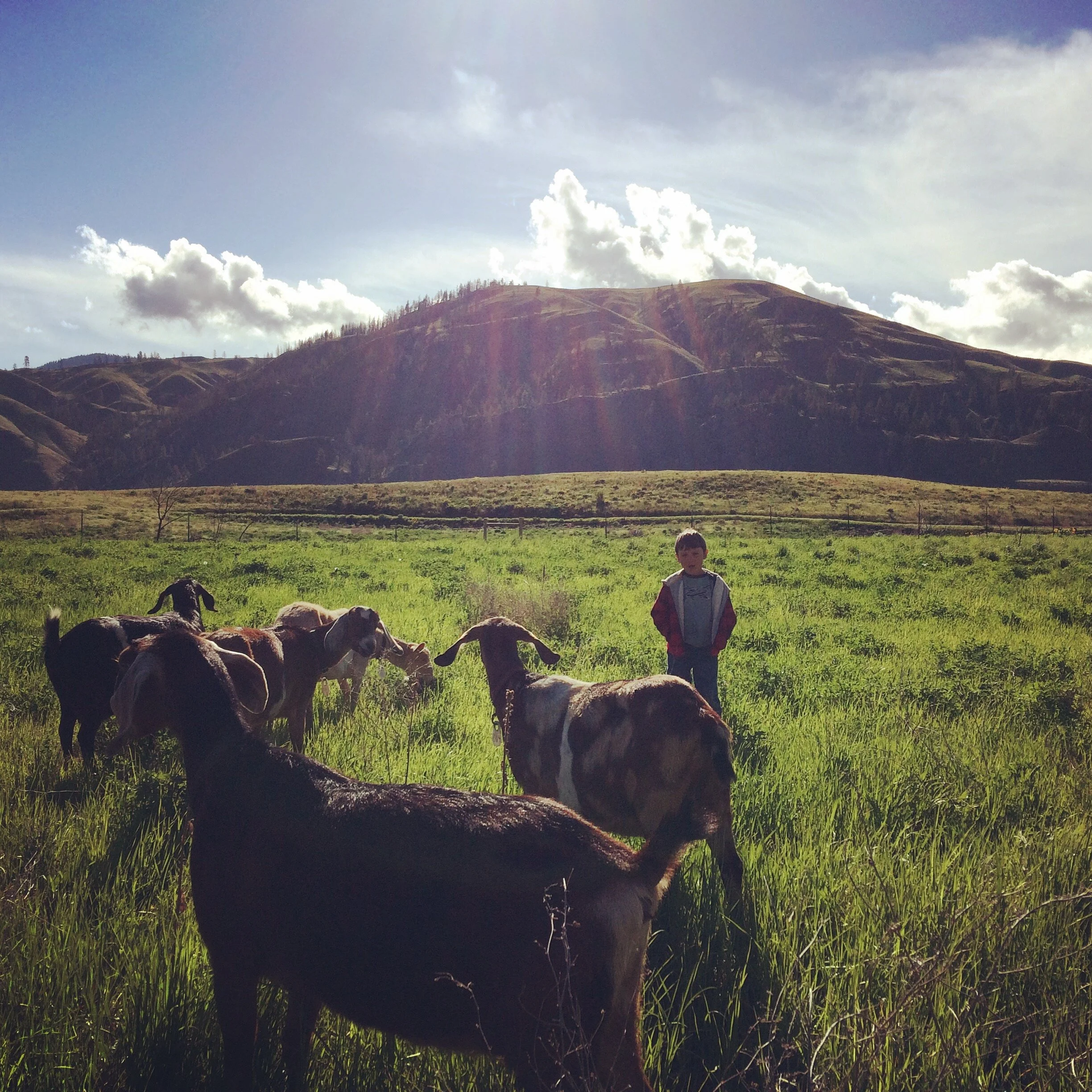 Methow Grown: family farms and ranches of Washington's Methow Valley.