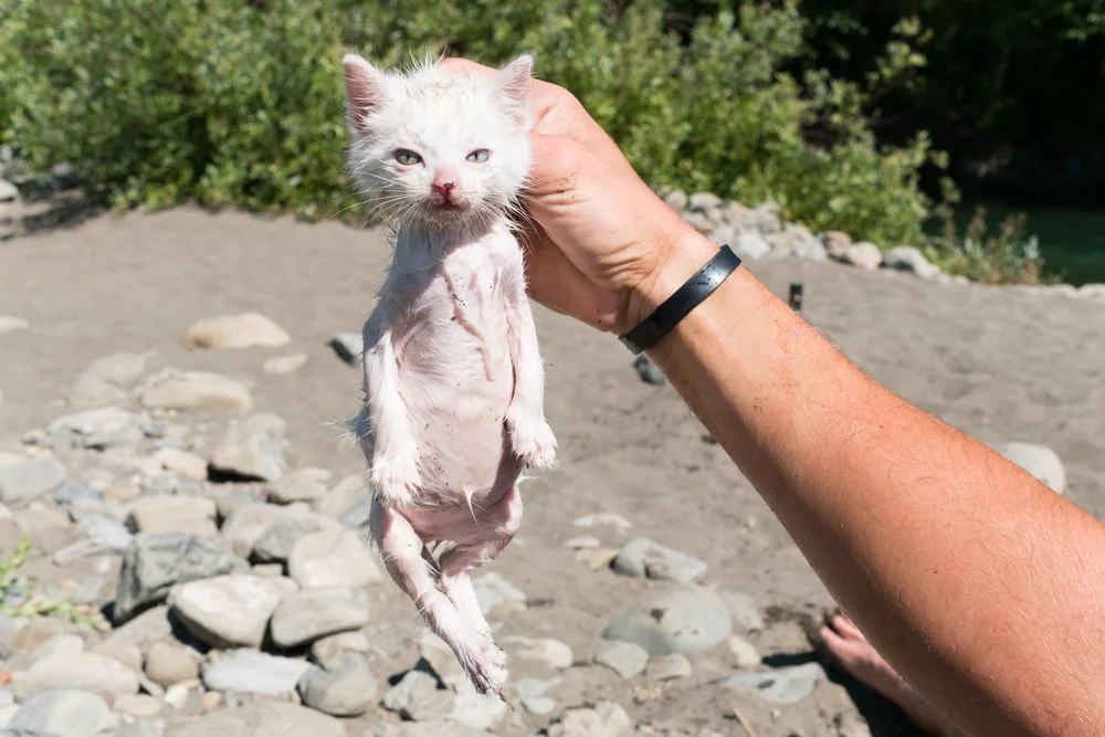 The Devil's Cabbage - Northern California — Adam Allegro Photography