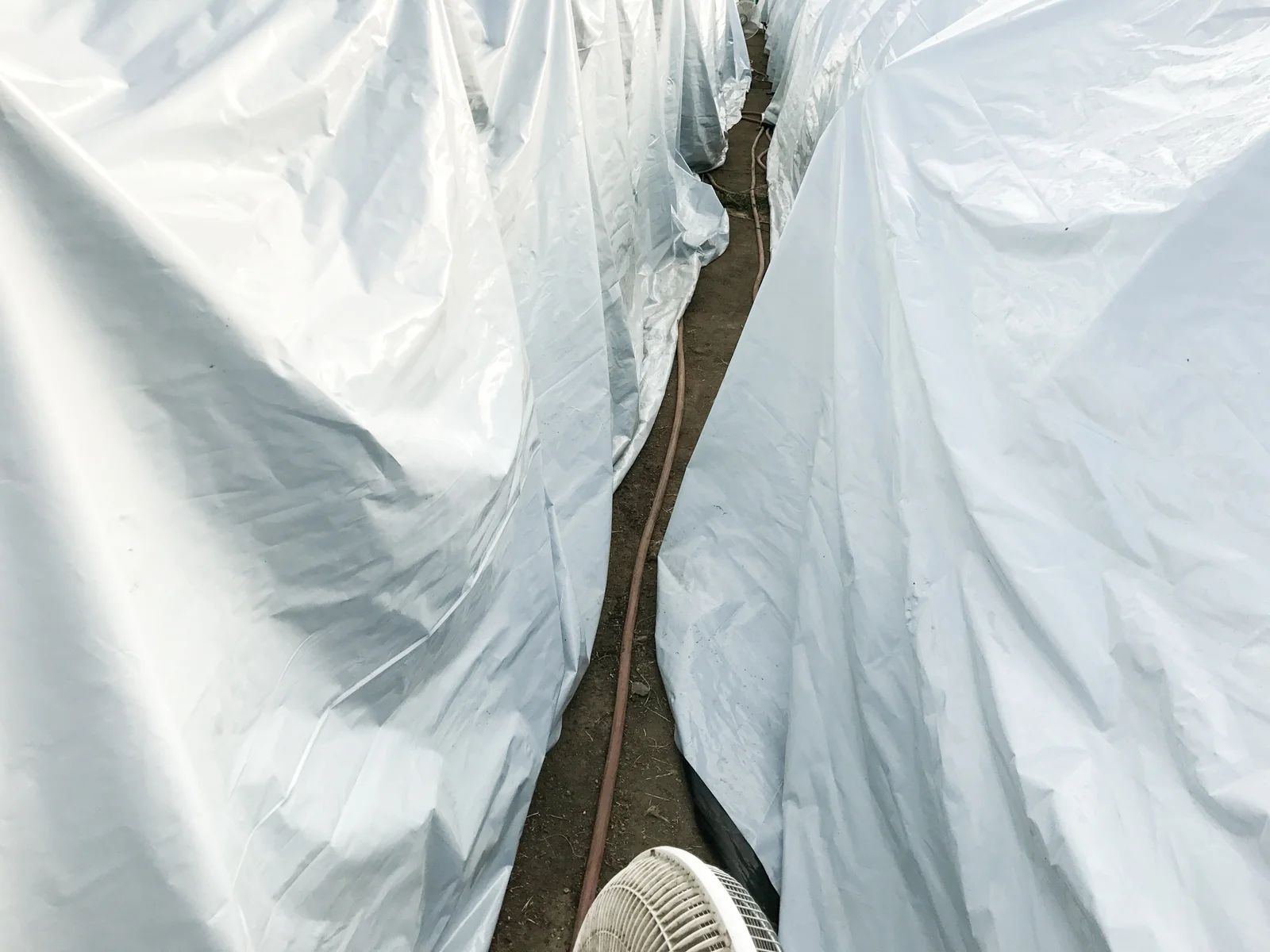 The Devil's Cabbage - Northern California — Adam Allegro Photography