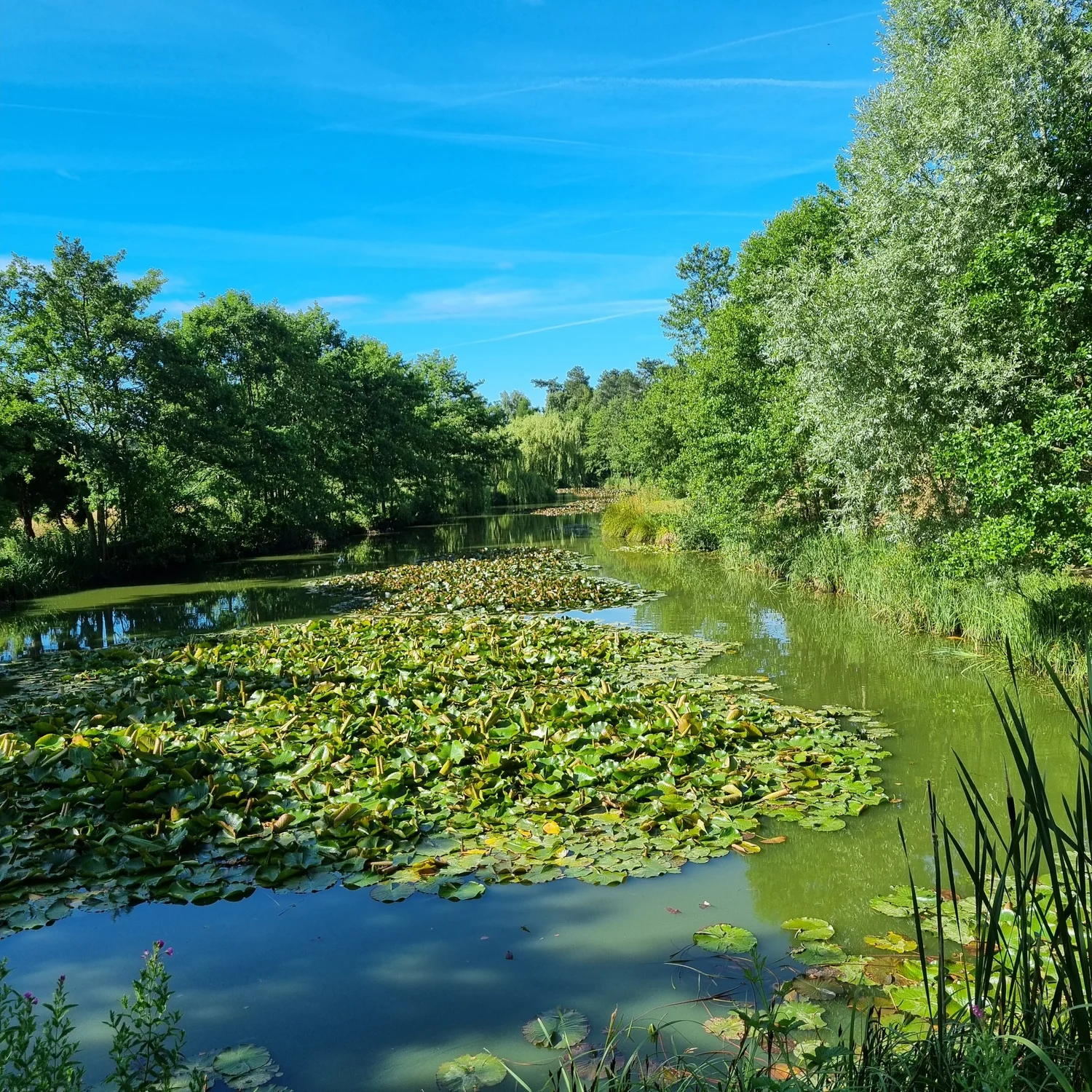 Rules and Guidelines — Pool Bridge Farm