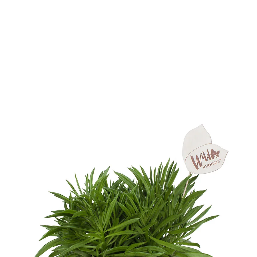 Wild Interiors — Explore Our Plants