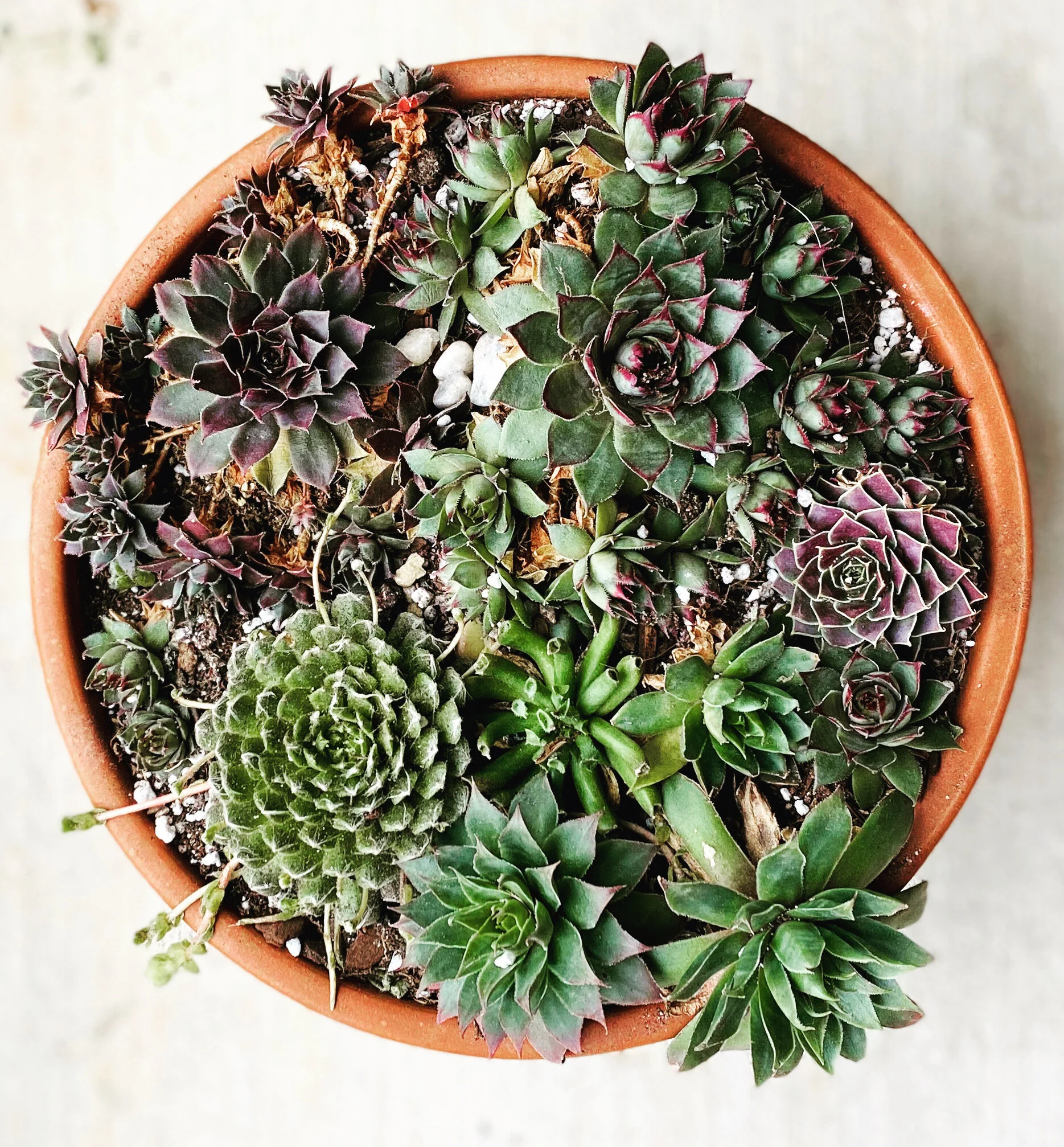 Wild Interiors — Real Life Plant Parents: Billy