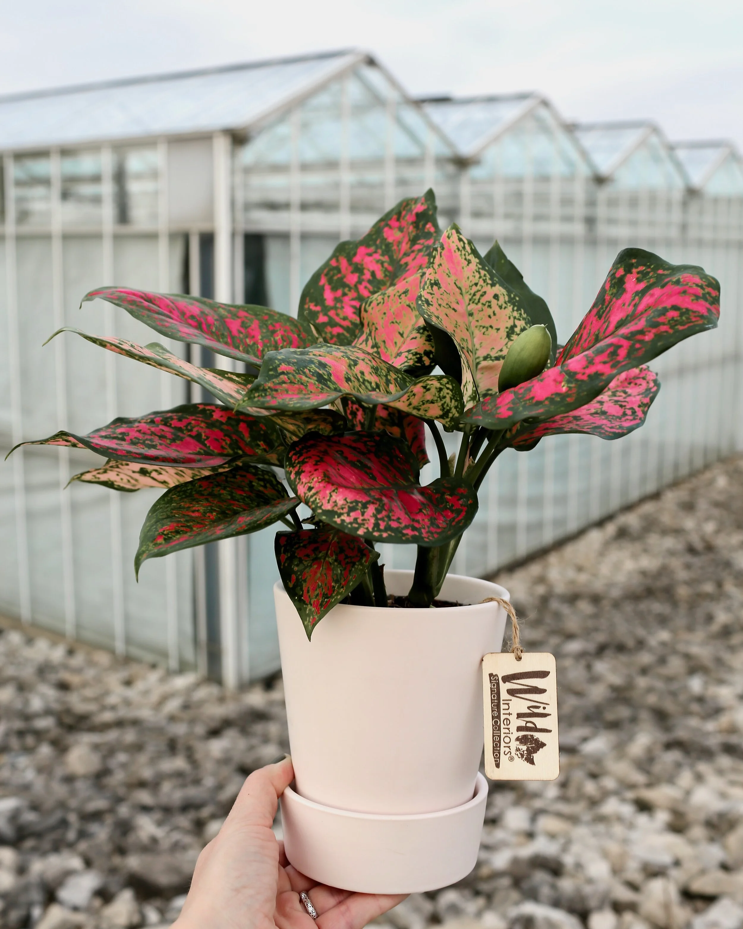 Wild Interiors — Blog