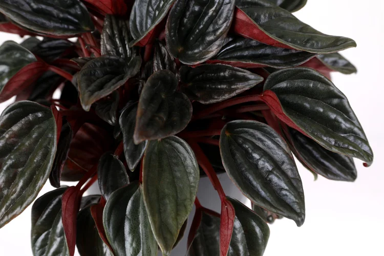 Wild Interiors — Peperomia Care and Varieties