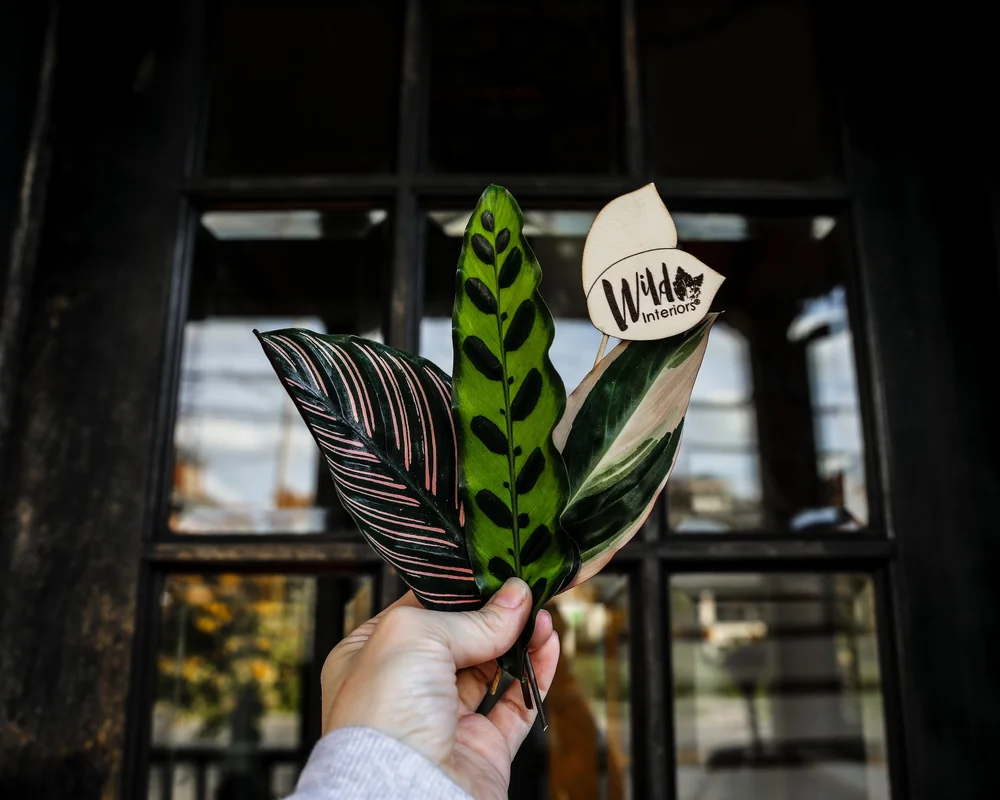 Wild Interiors — Plant Trends: Our Favorite Patterned Plants