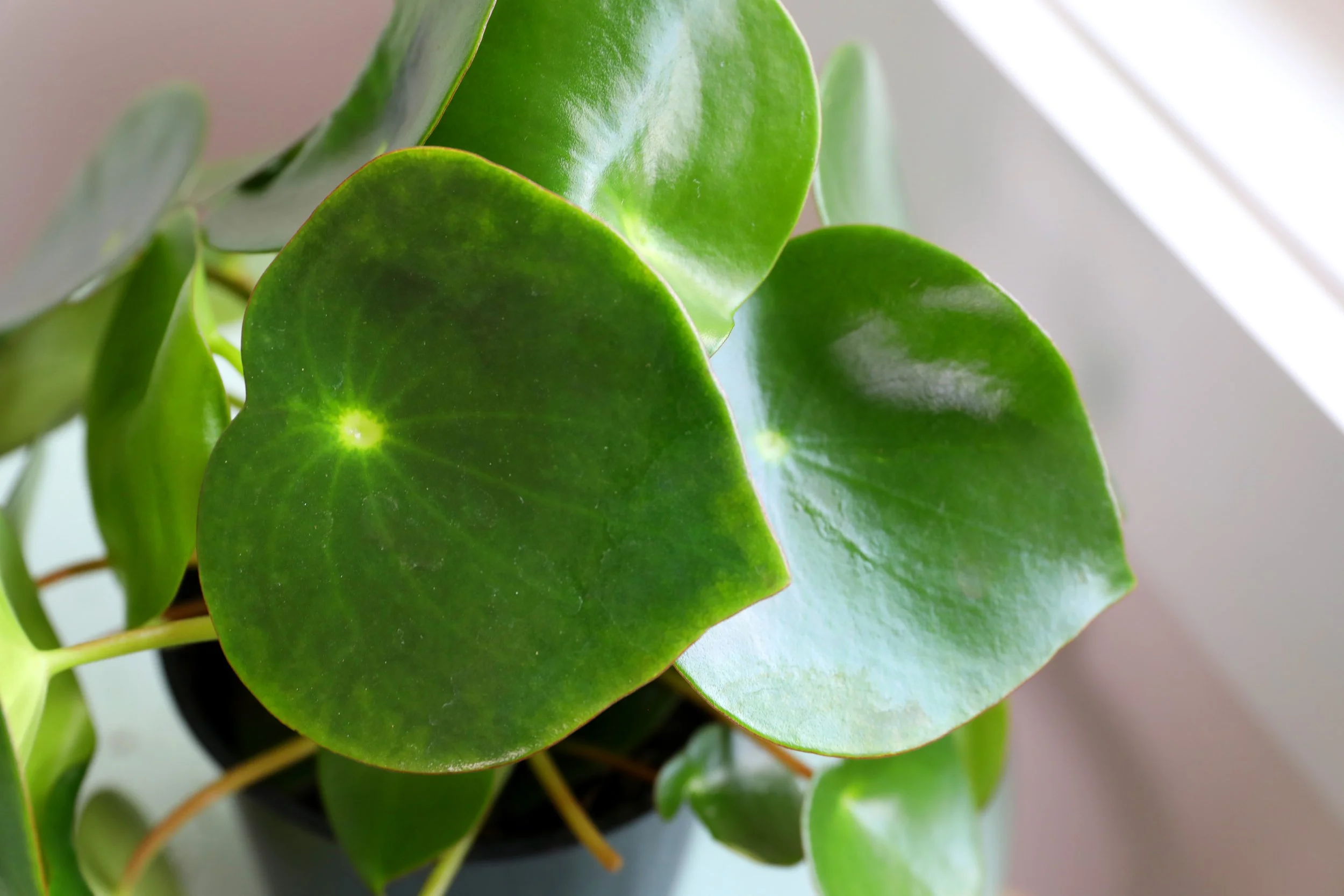 Wild Interiors — Peperomia Care and Varieties
