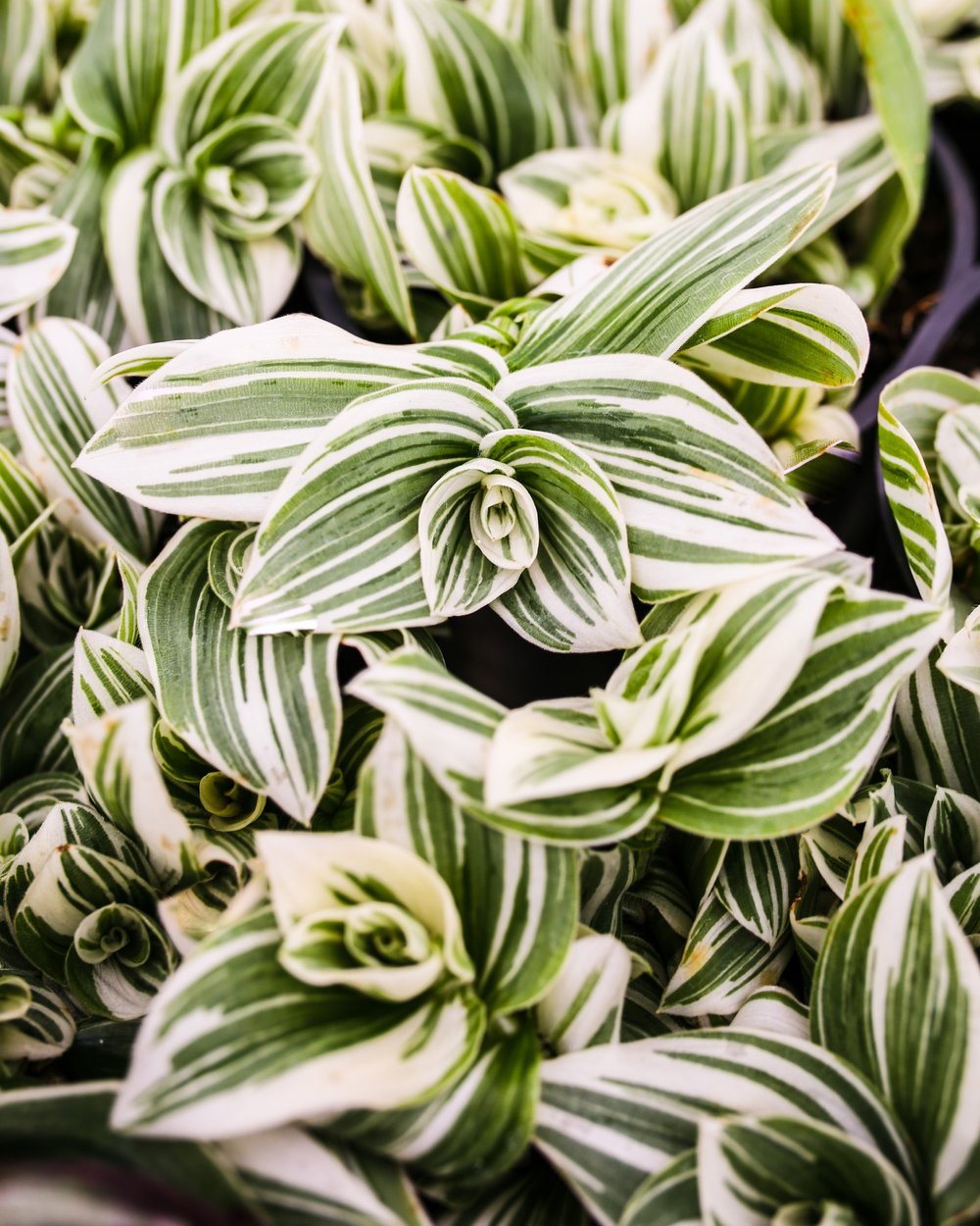 Wild Interiors — Plant Trends: White Plants & Pots