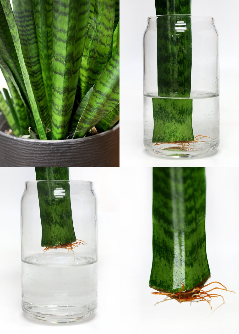 Wild Interiors — Plant Propagation 101: How to Propagate Plants