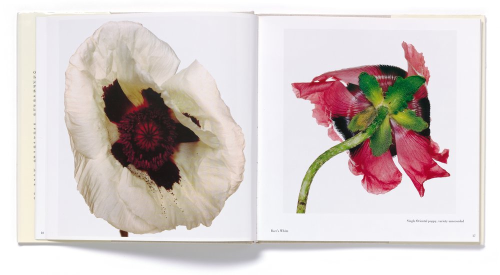 Irving Penn Photography Flowers