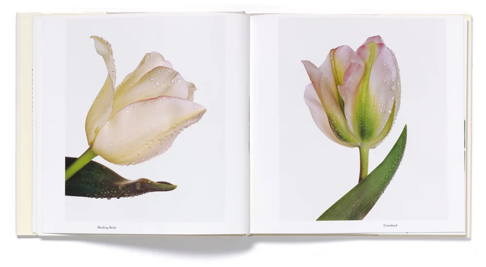 Irving Penn Photography Flowers