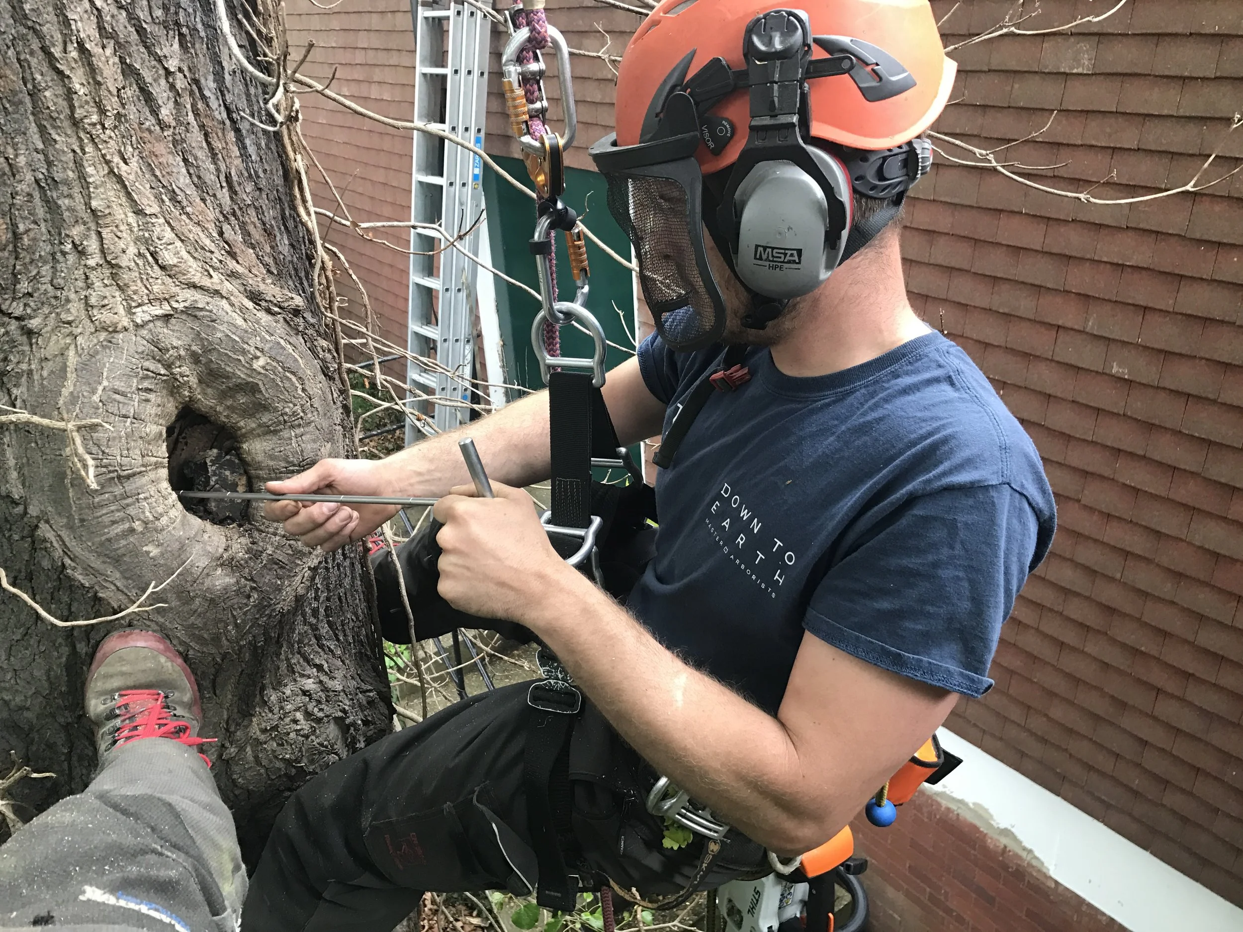 Aerial Inspection | Down to Earth Trees Ltd