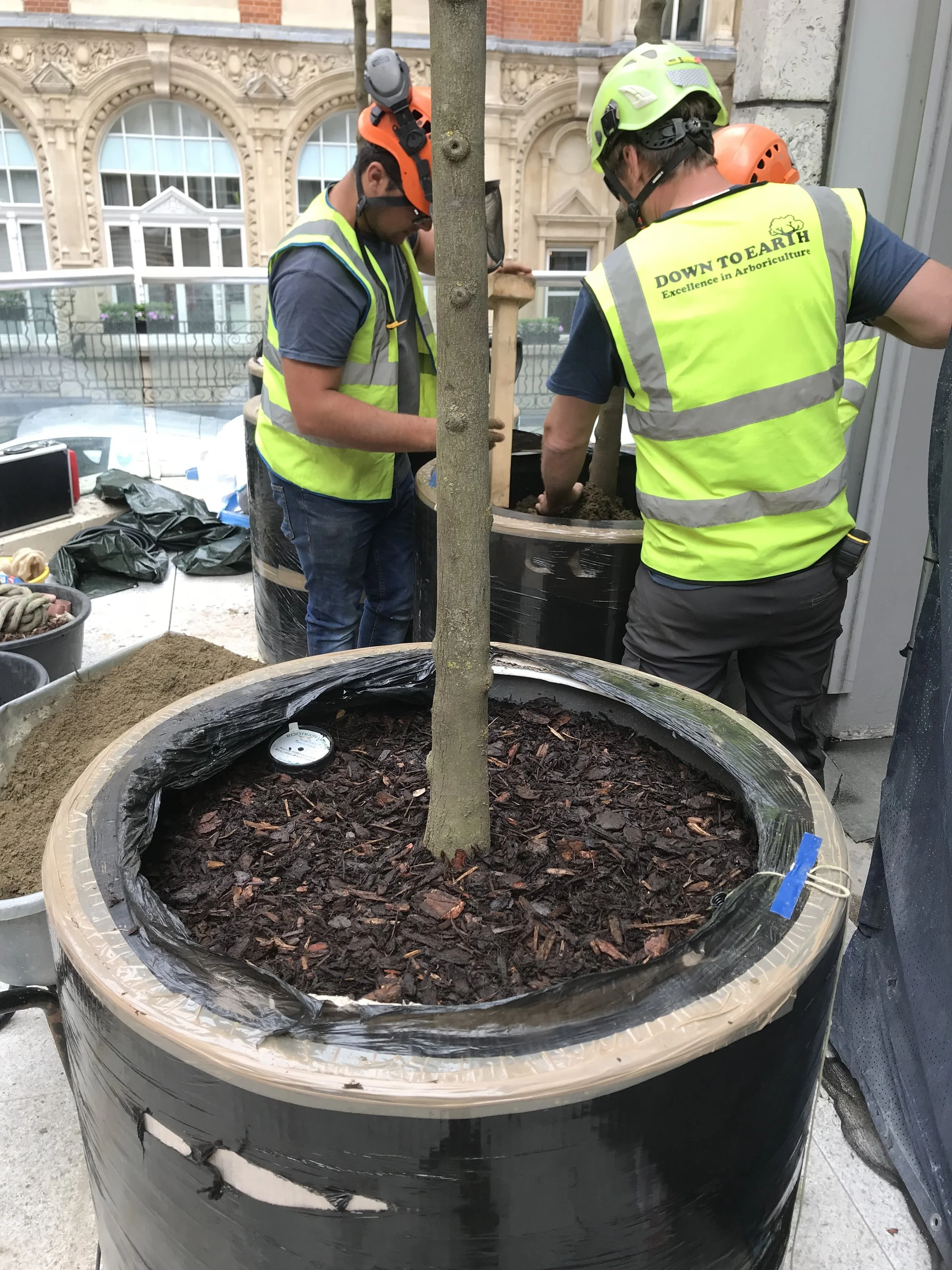 Urban Street Scene Planting | Down to Earth Trees Ltd