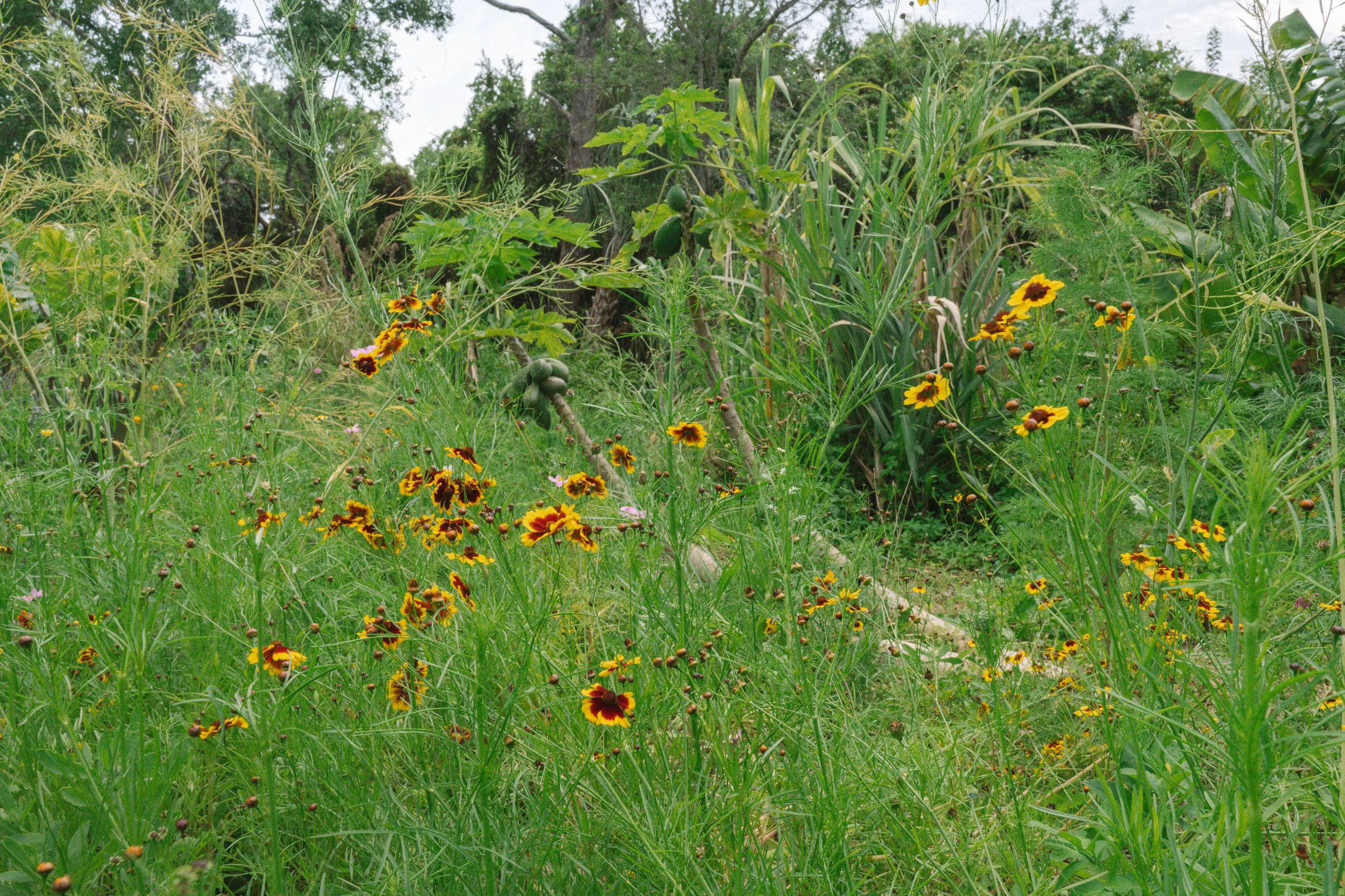Regenerate with ChoZen Farm — ChoZen Retreat