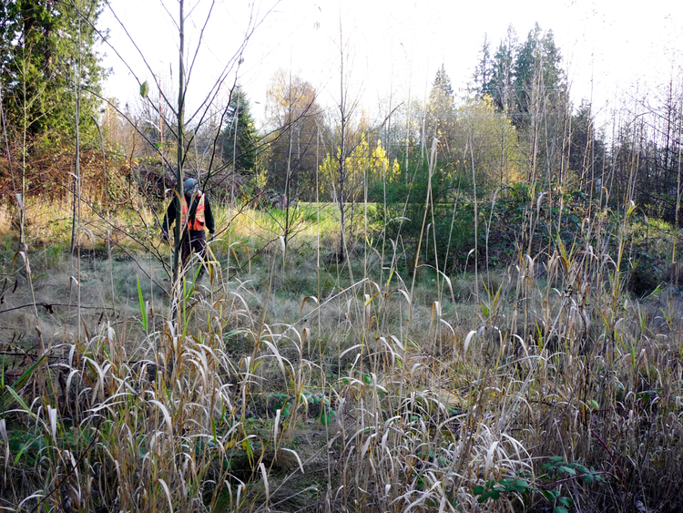 A Homebuyer's Guide to Critical Areas — The Watershed Company