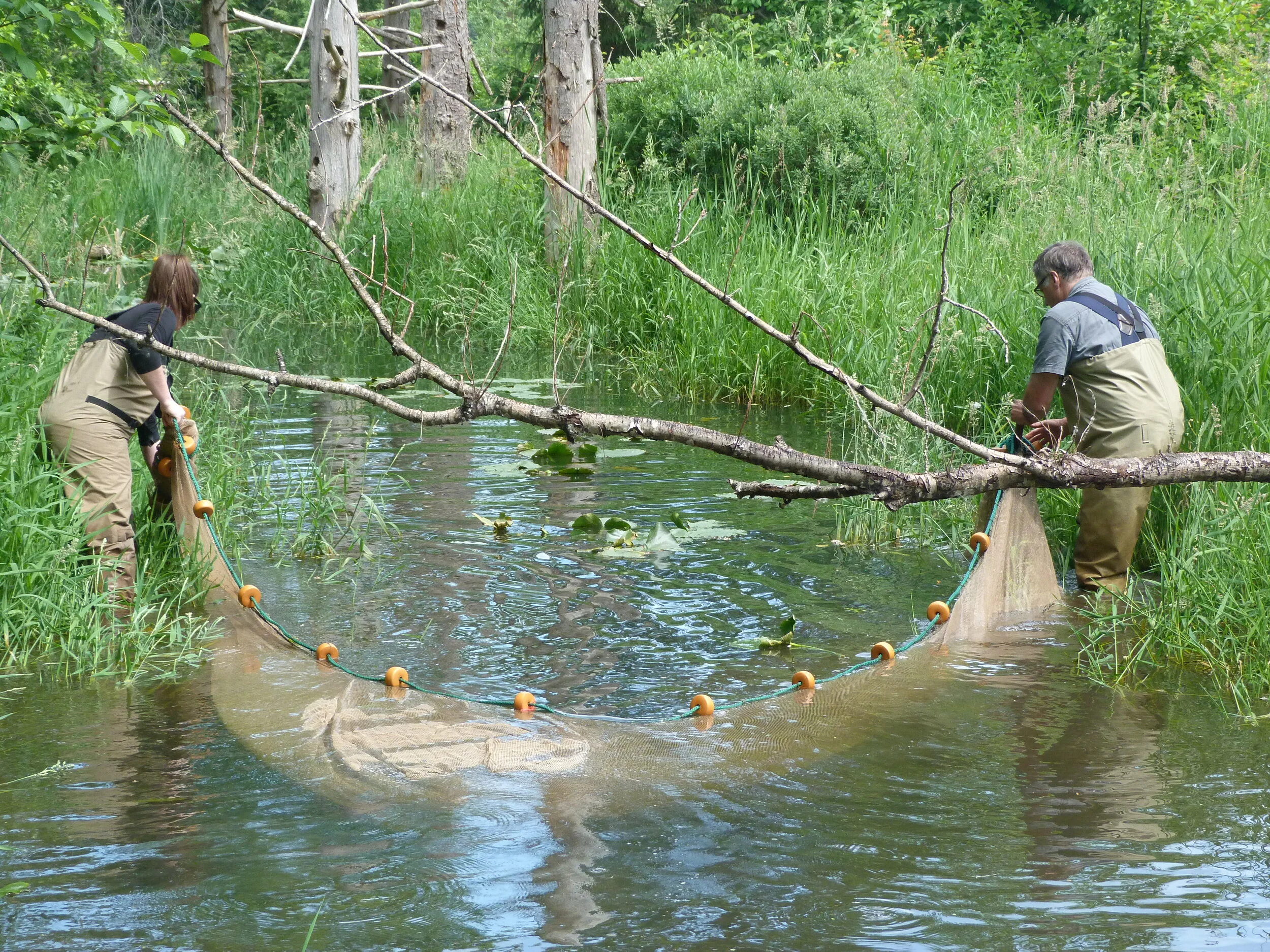Fish Exclusion and Removal — The Watershed Company