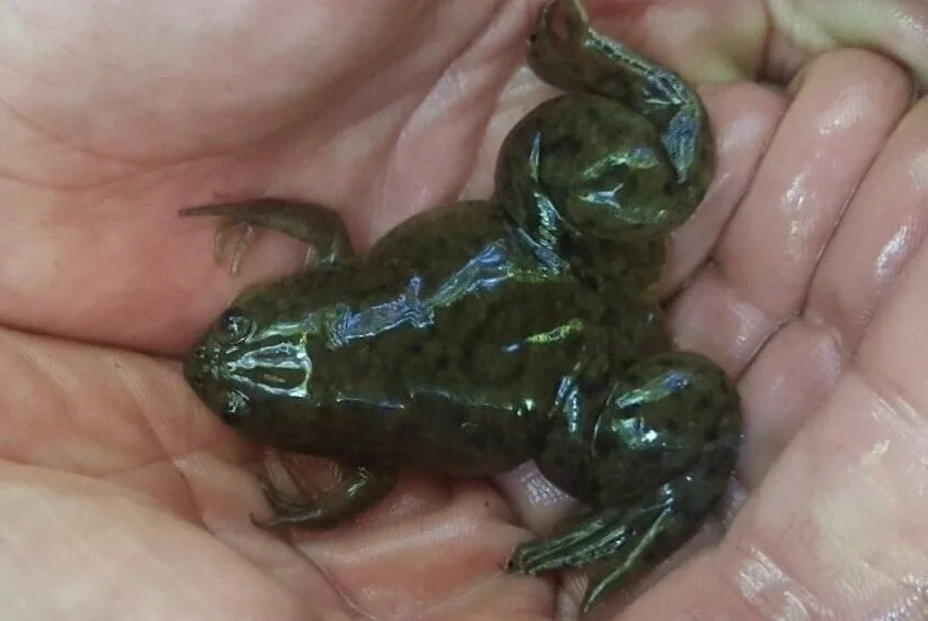 Keeping an eye out for invasive, non-native wildlife species: African ...