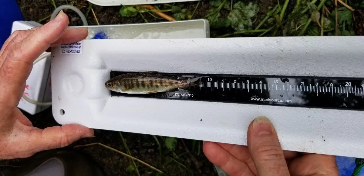 Fish Exclusion and Removal — The Watershed Company