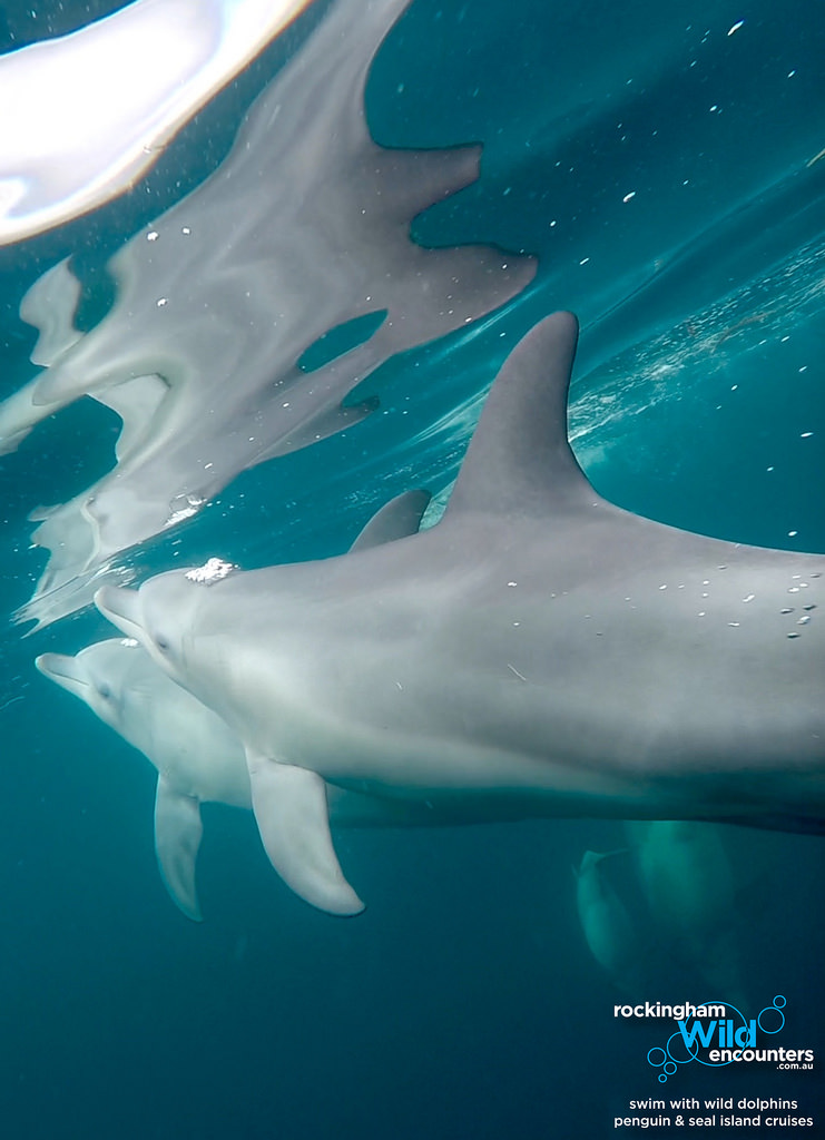 Perth Wildlife Encounters Dolphin Swim