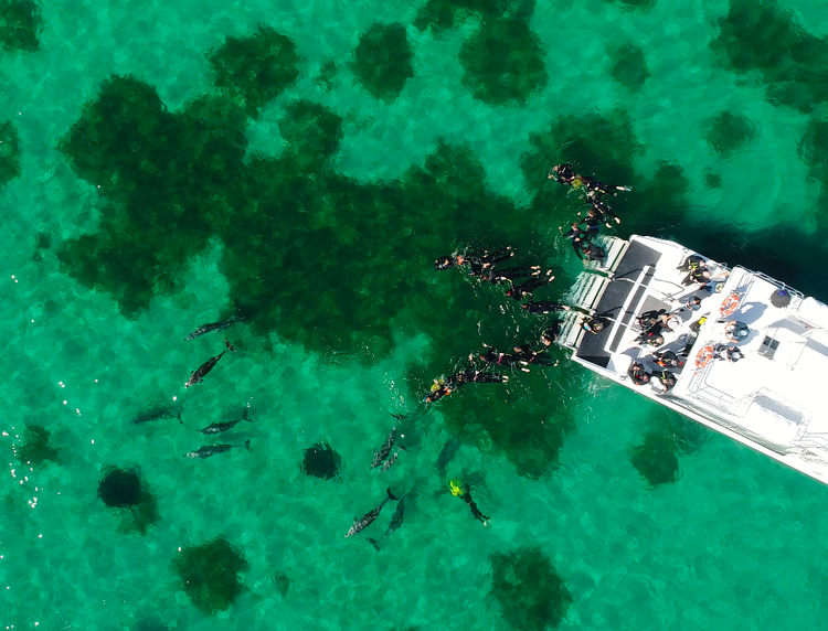 About US — Perth Wildlife Encounters Dolphin Swim