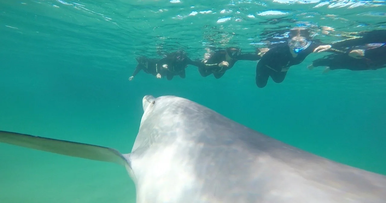 Contact Us — Perth Wildlife Encounters Dolphin Swim