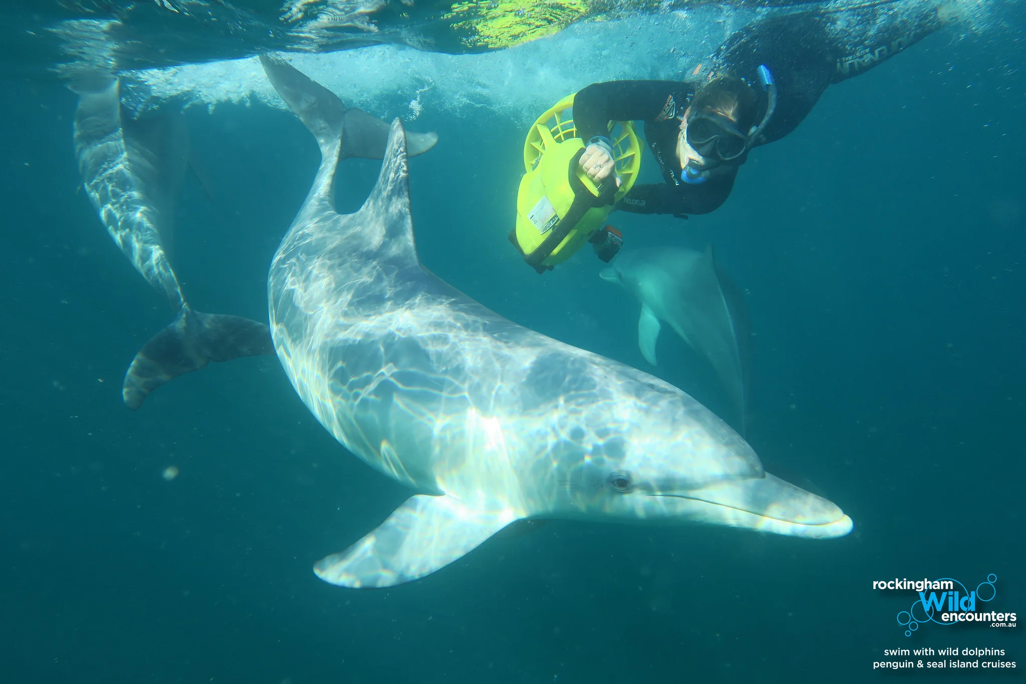 GA Swim With Wild Dolphins Day Tour Perth — Perth Wildlife Encounters Dolphin Swim