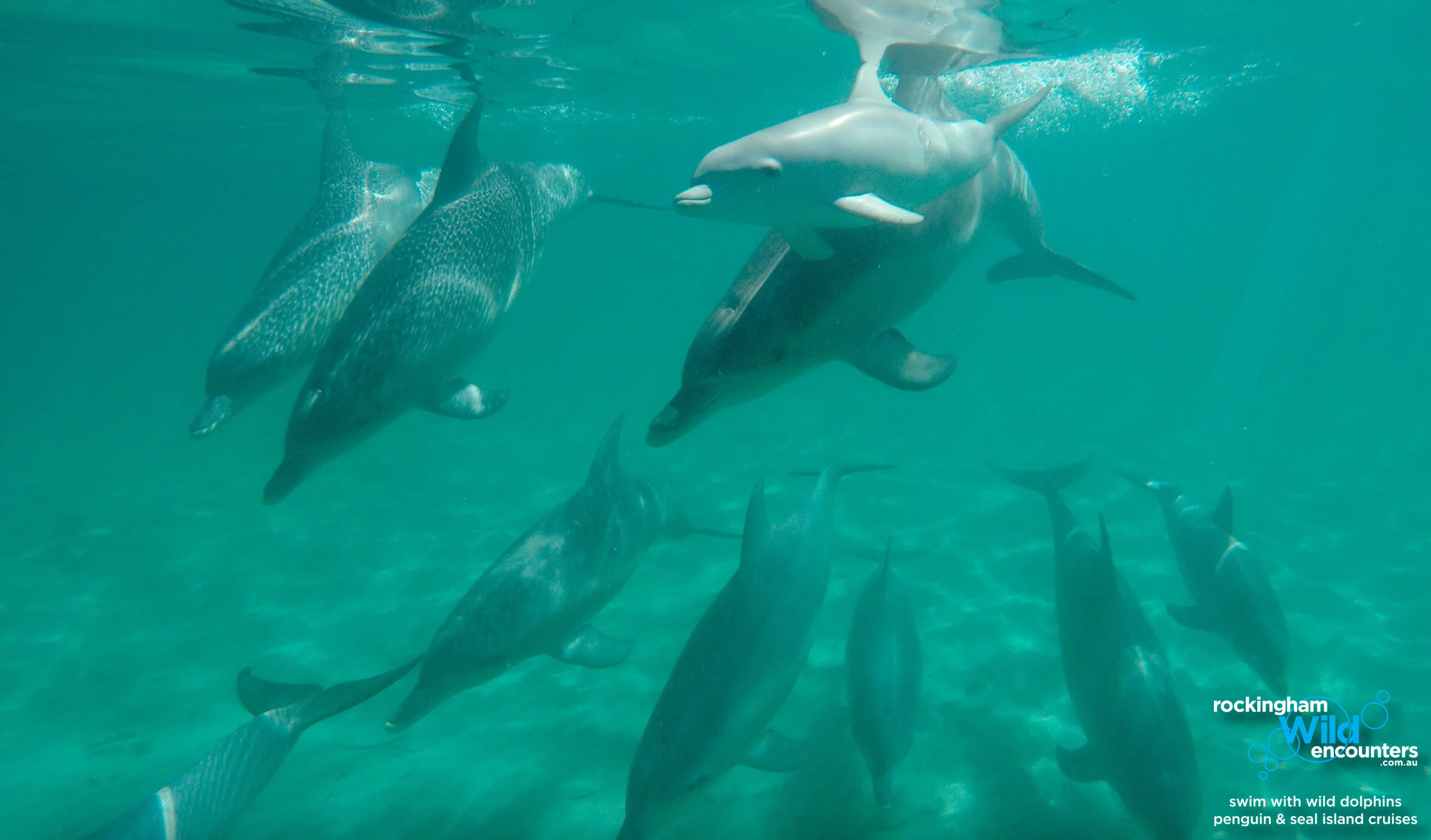 People Swimming With Dolphins Underwater