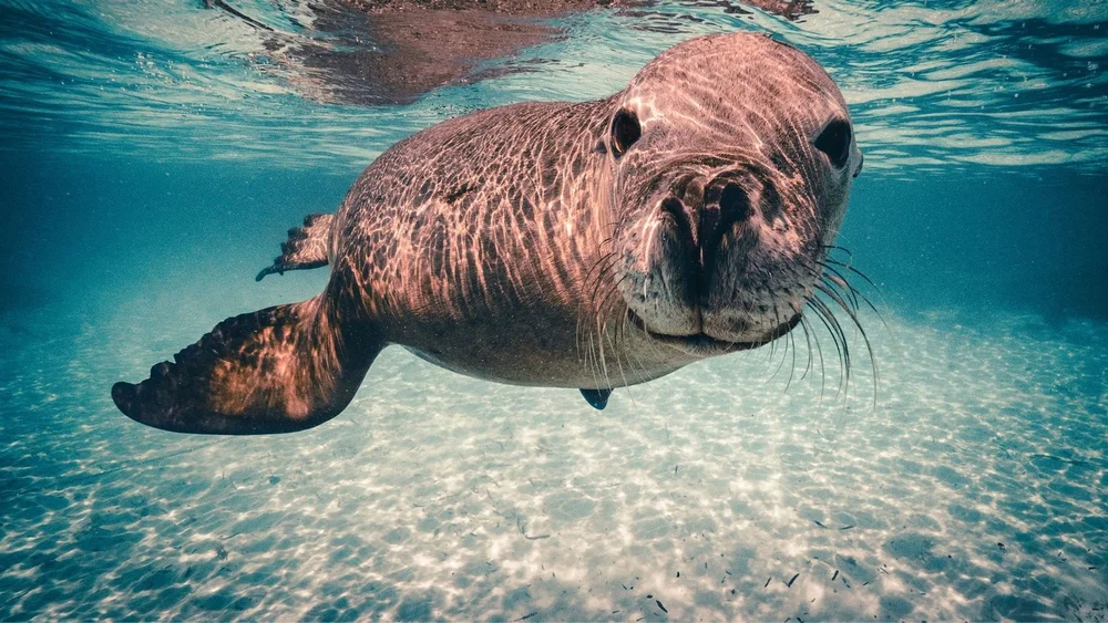 Your Guide to Visiting Shoalwater Islands with Perth Wildlife ...