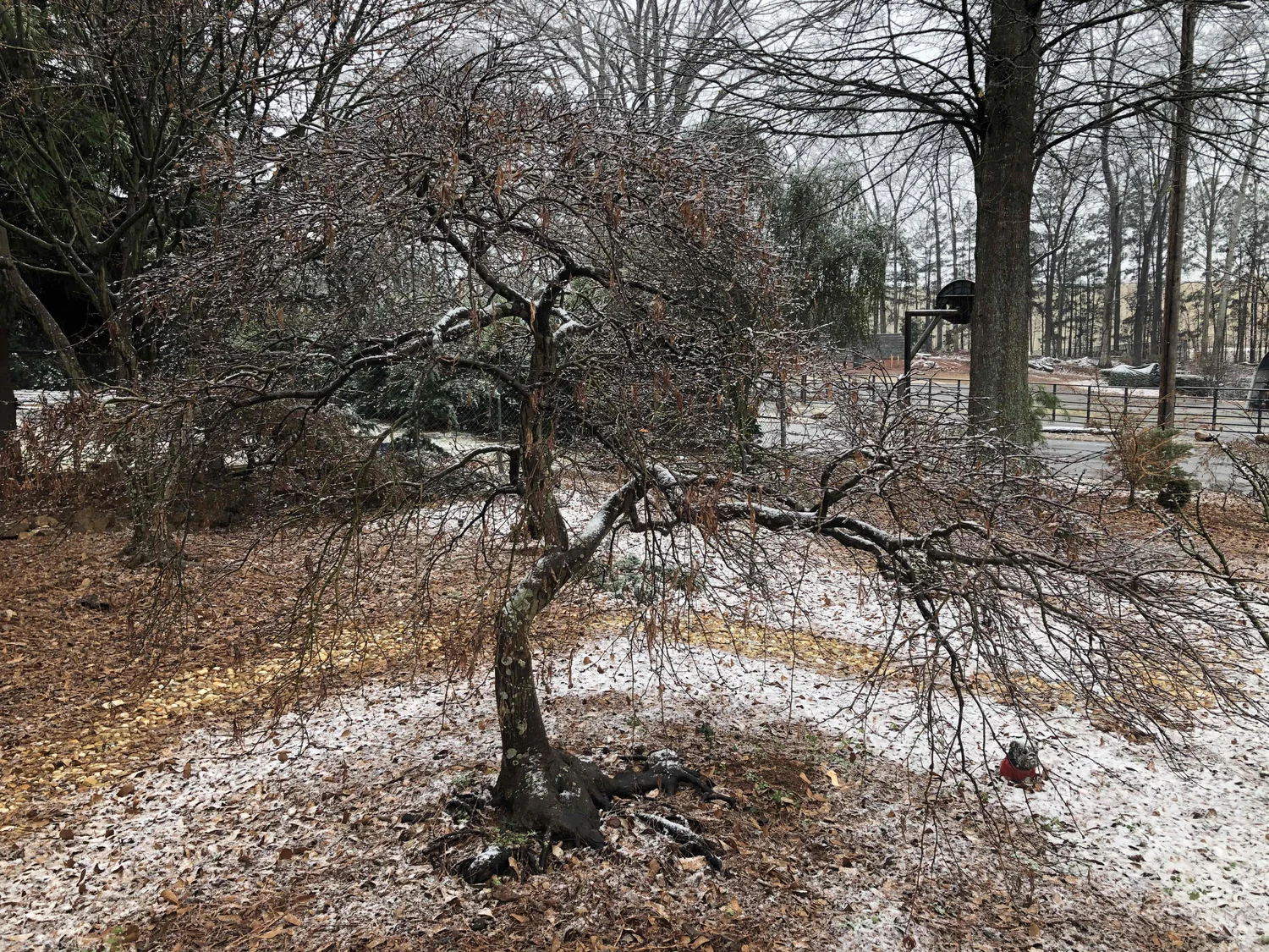 Red Maple Tree In Winter