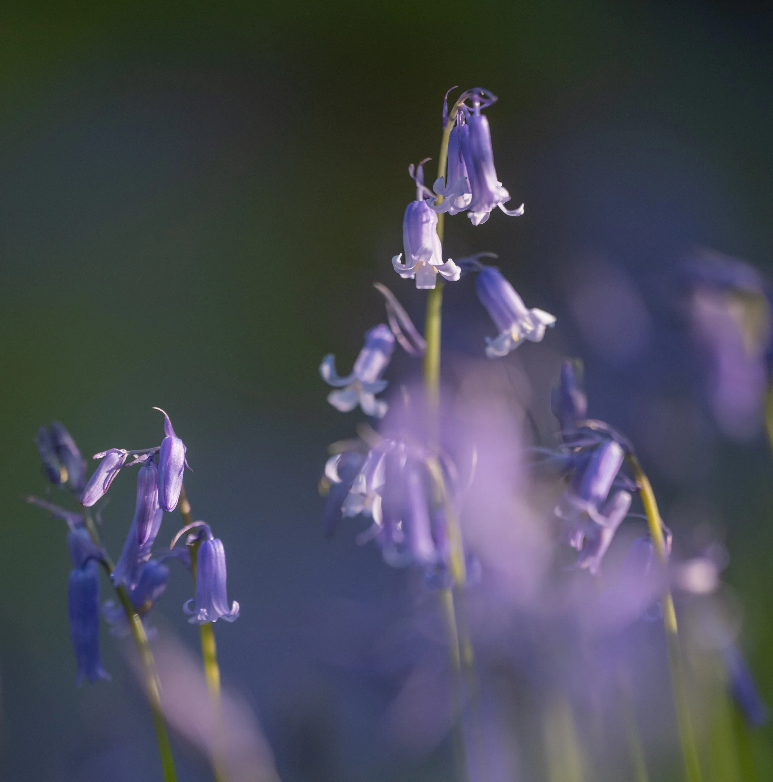 Bluebells and why the grass isn't always greener... — Nigel Danson