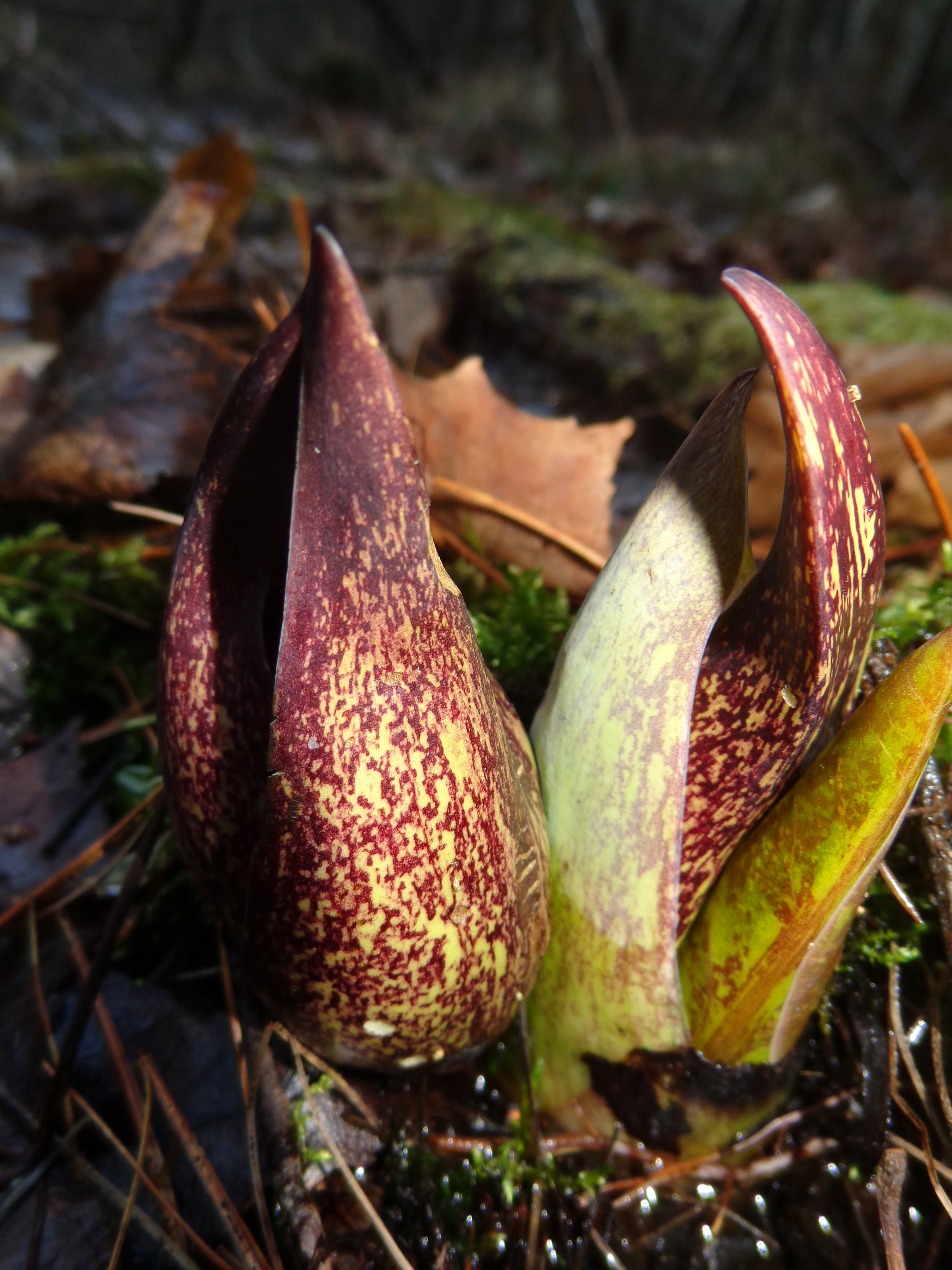 Spring Can’t Wait at Gate A28 — Friends of Harold Parker State Forest