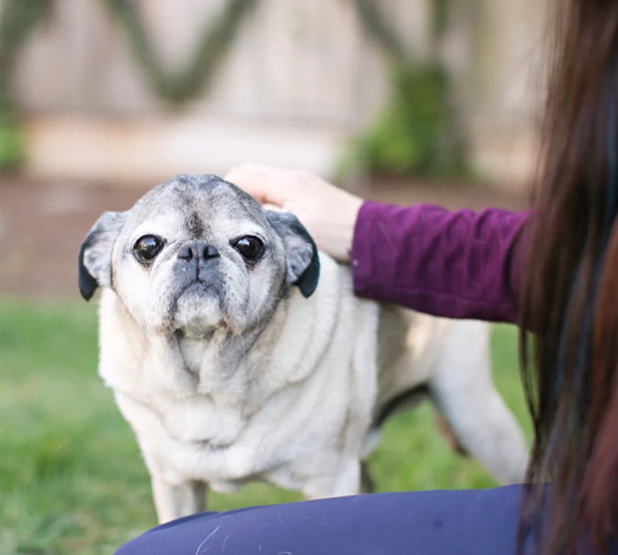 Heartwarming Pet Adoption Stories