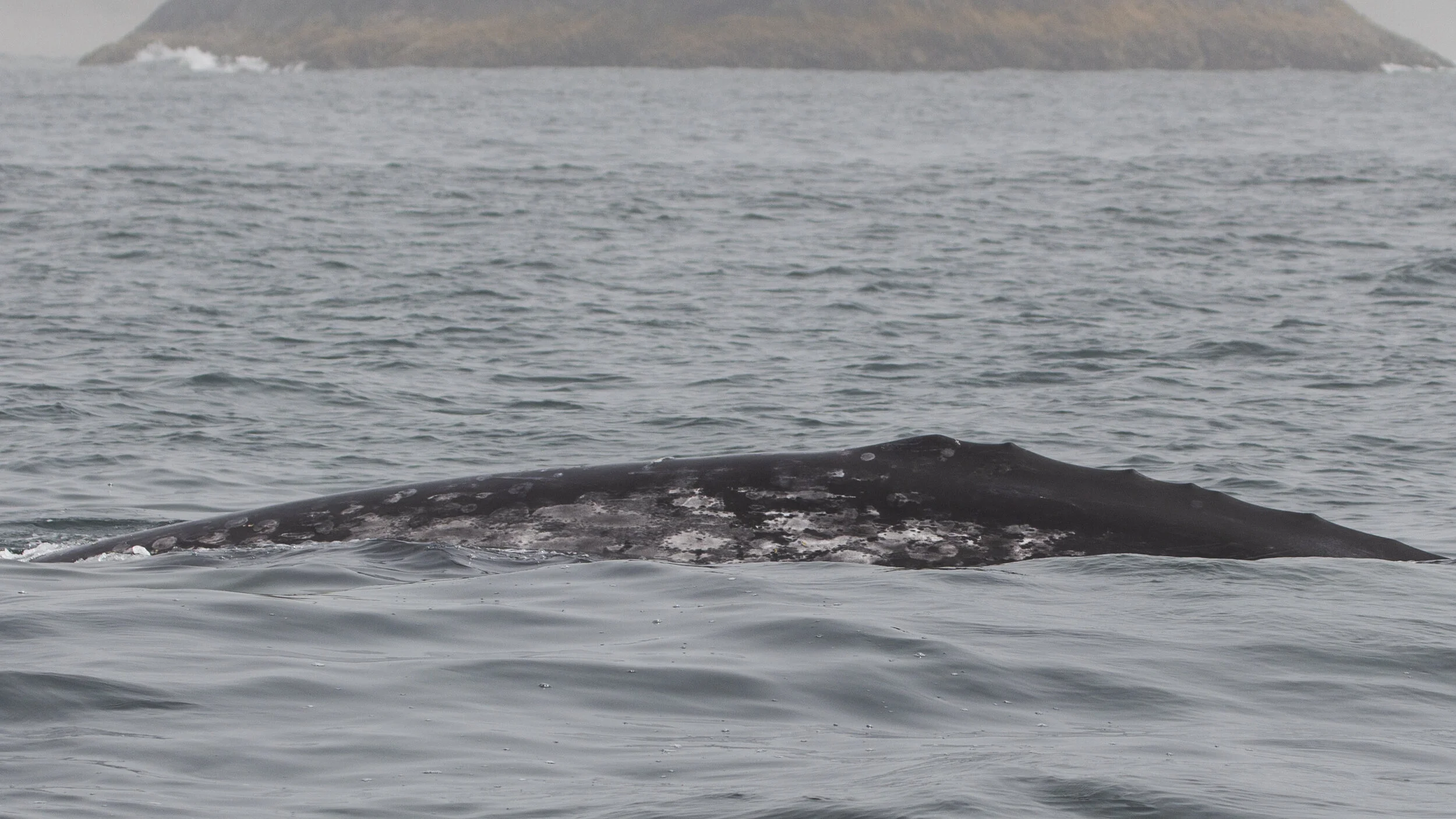 Whale Watching May in Tofino - The Whale Centre Tofino