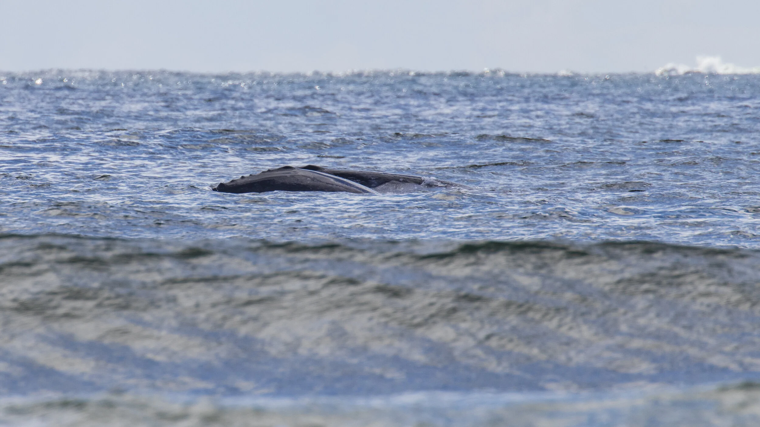 Whale Watching May in Tofino - The Whale Centre Tofino