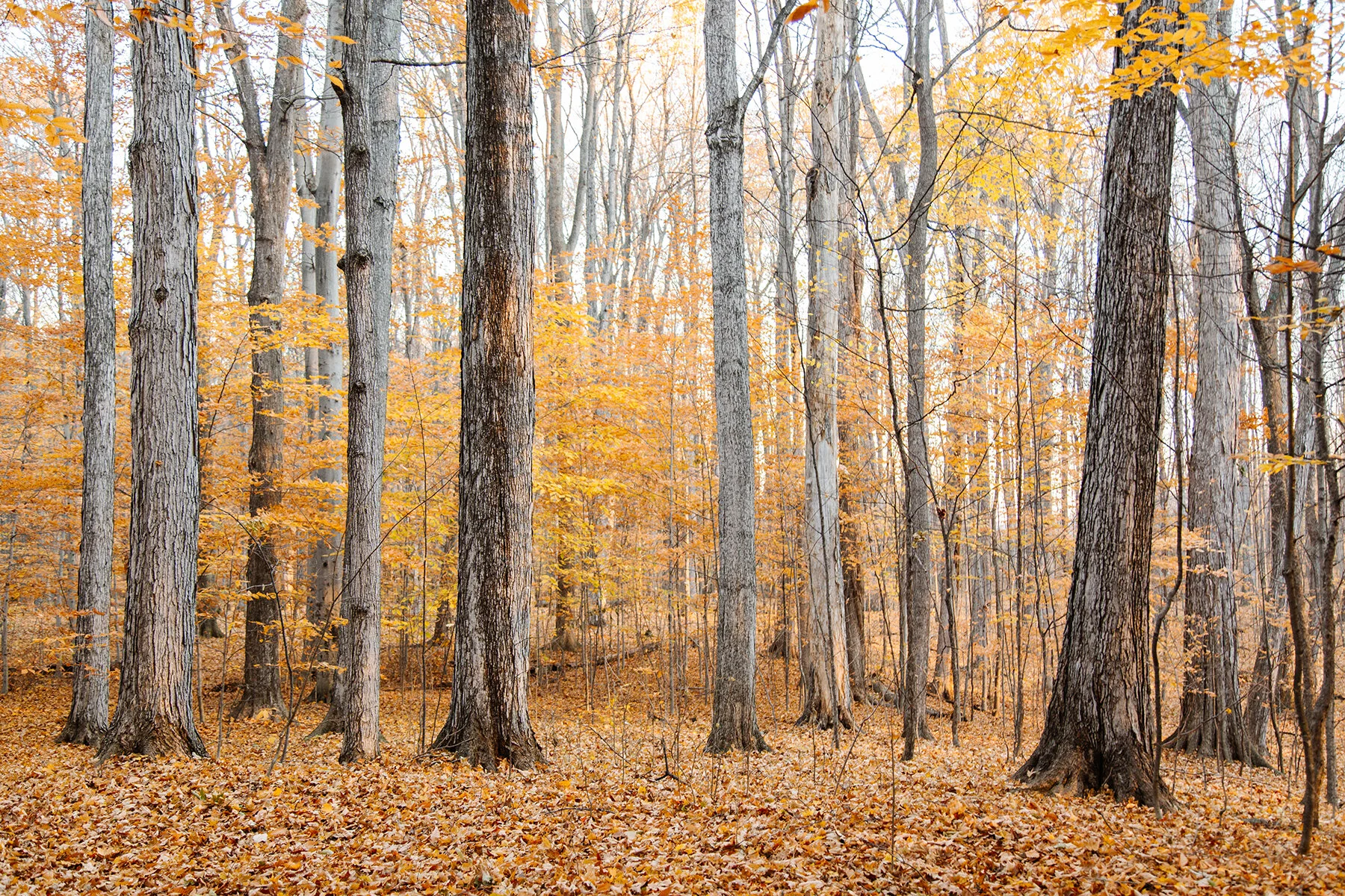 Sacred Grove