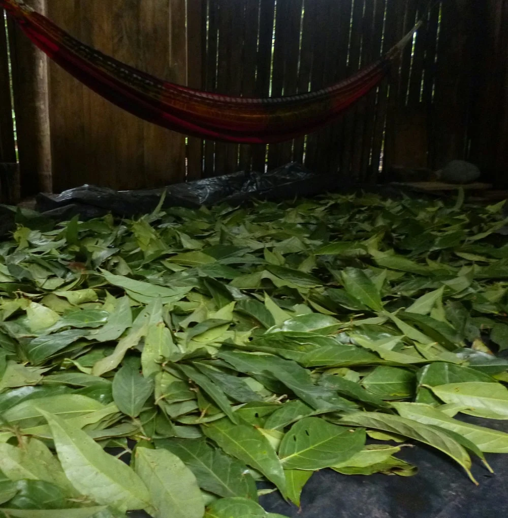 Amazonian Shamanism. Traditional Ayahuasca and Tobacco ceremony ...
