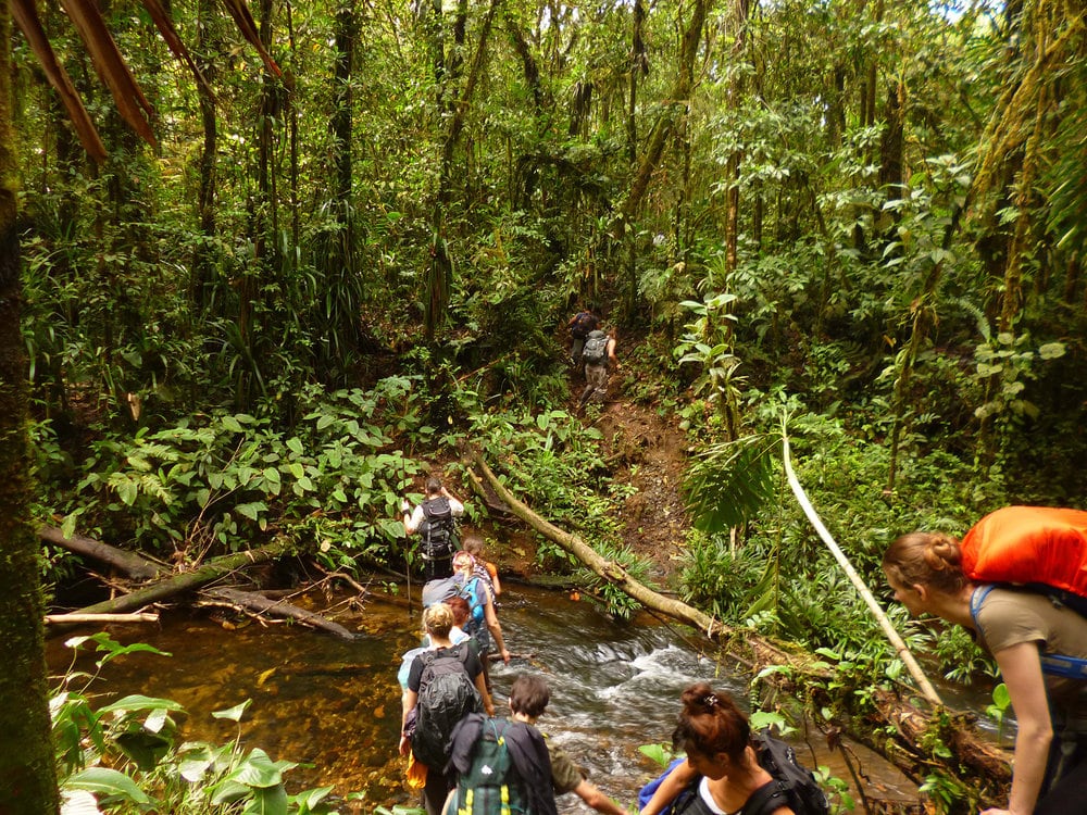 Amazonian Shamanism. Traditional Ayahuasca and Tobacco ceremony ...