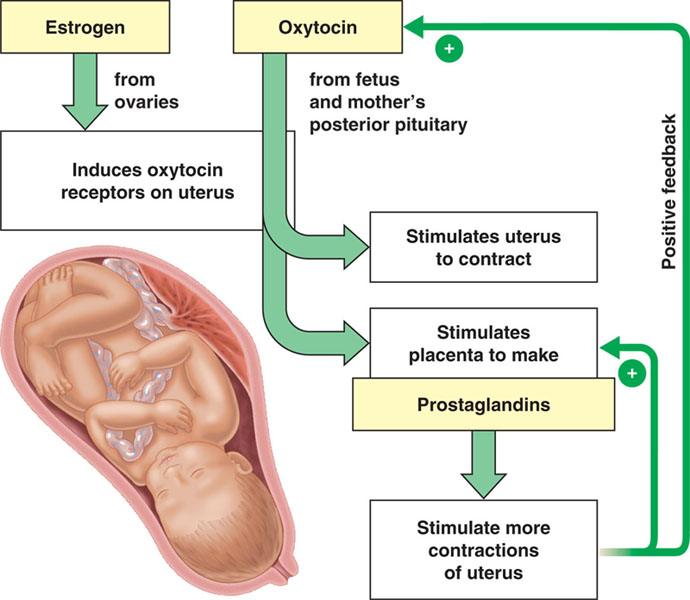 Labor Induction Denver Holistic Medicine Labor Induction Denver Holistic Medicine