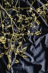 Ease Chemotherapy Side Effects with Mistletoe Injections — Denver ...