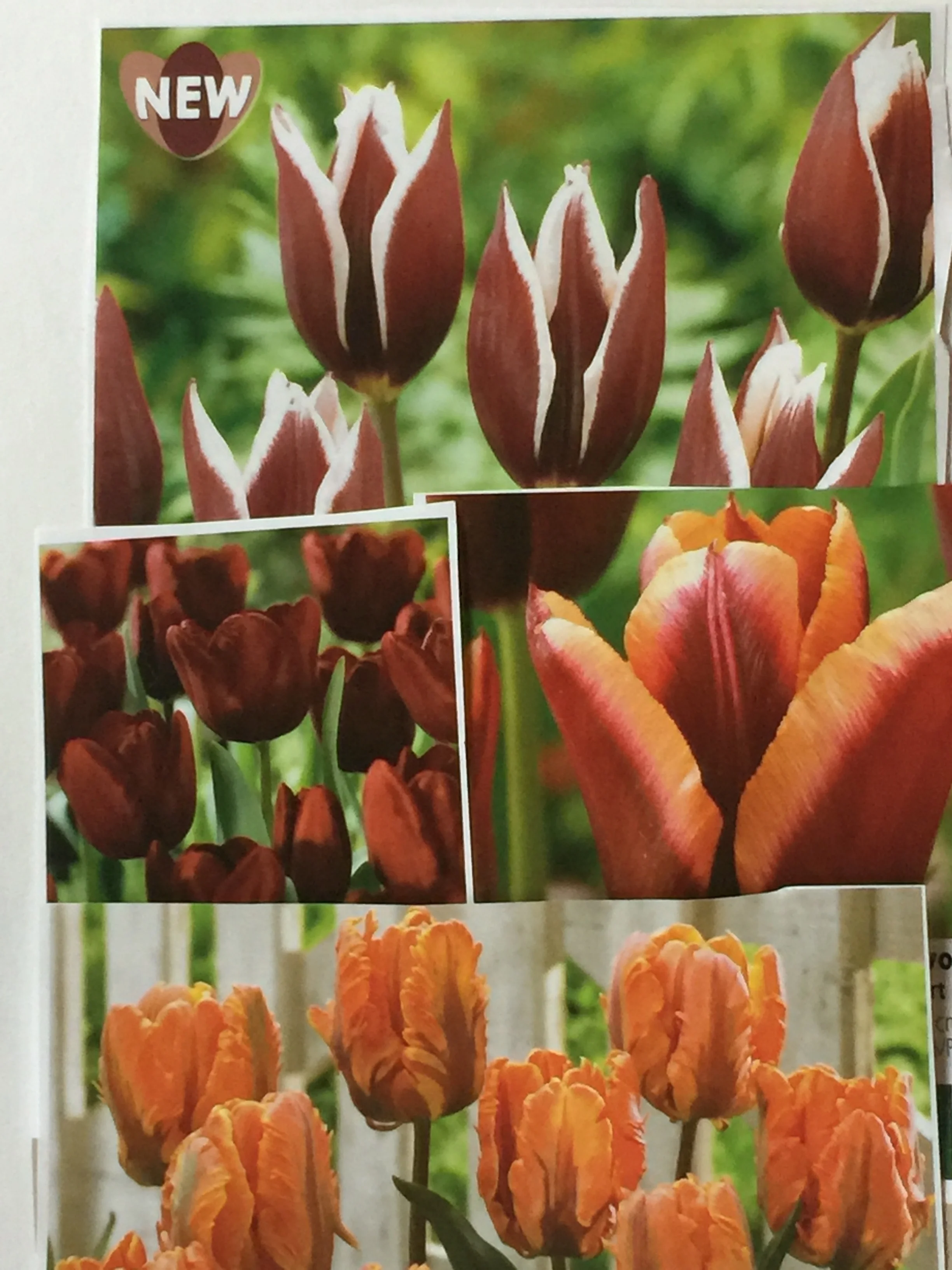 Tempting Tulips — Susanne osmond