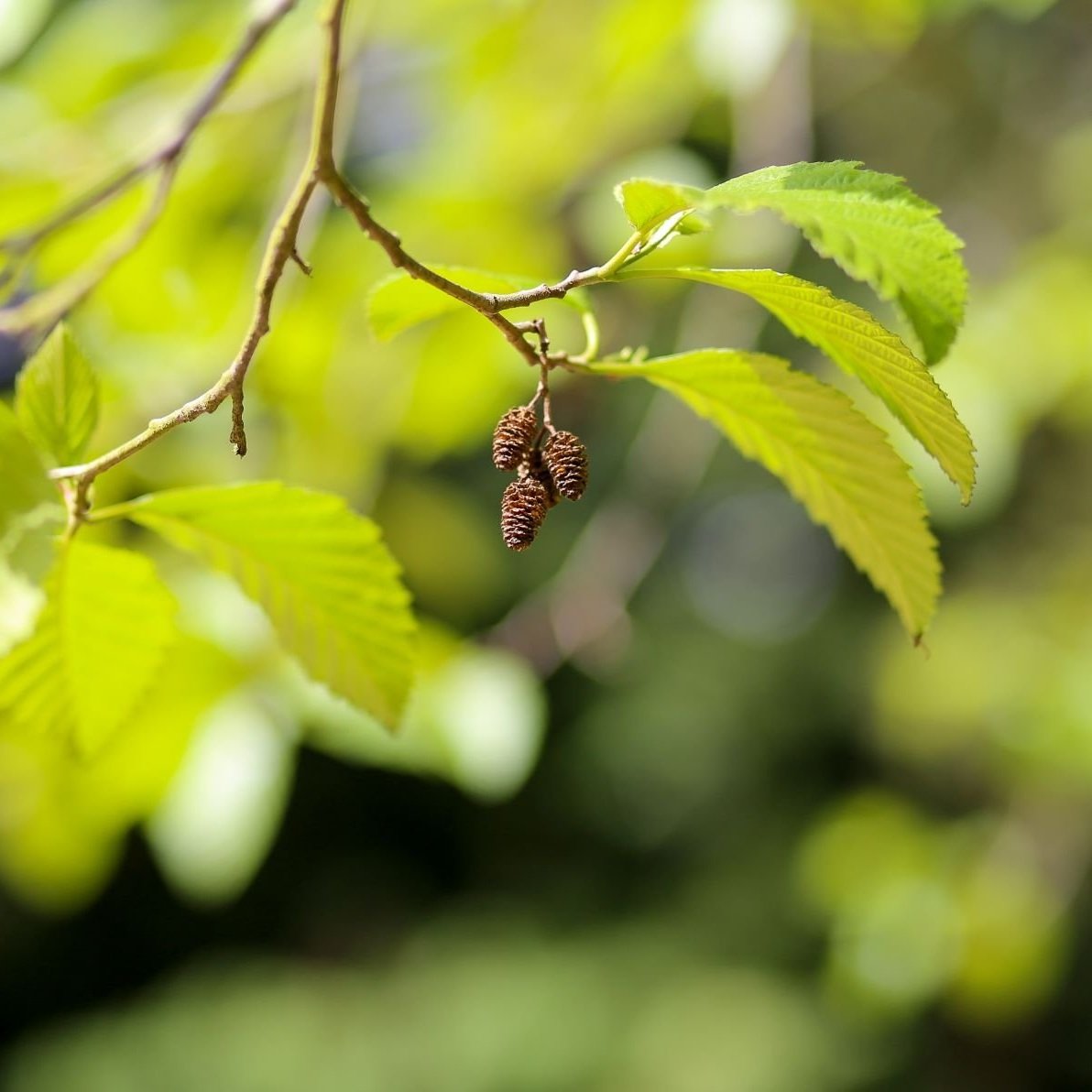 Indigenous Plant Guide hən̓q̓əmin̓əm̓ — MOV | Museum of Vancouver — MOV ...
