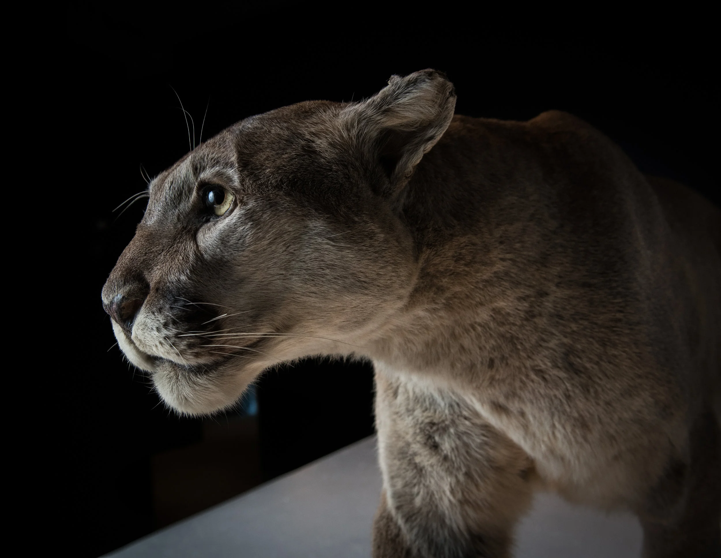 Wild Things Exhibition Tour — MOV | Museum of Vancouver