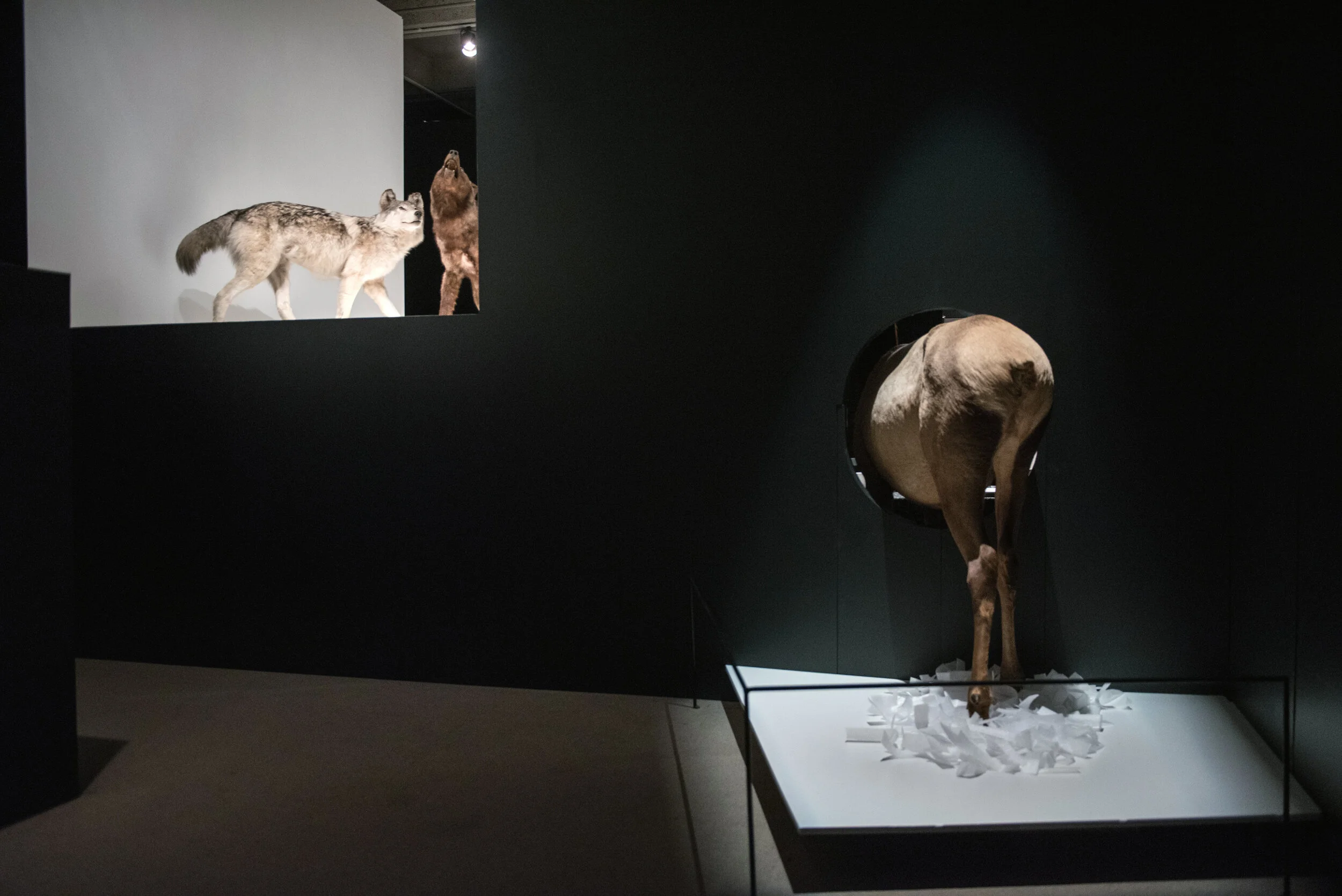 Environment and Sustainability — MOV | Museum of Vancouver