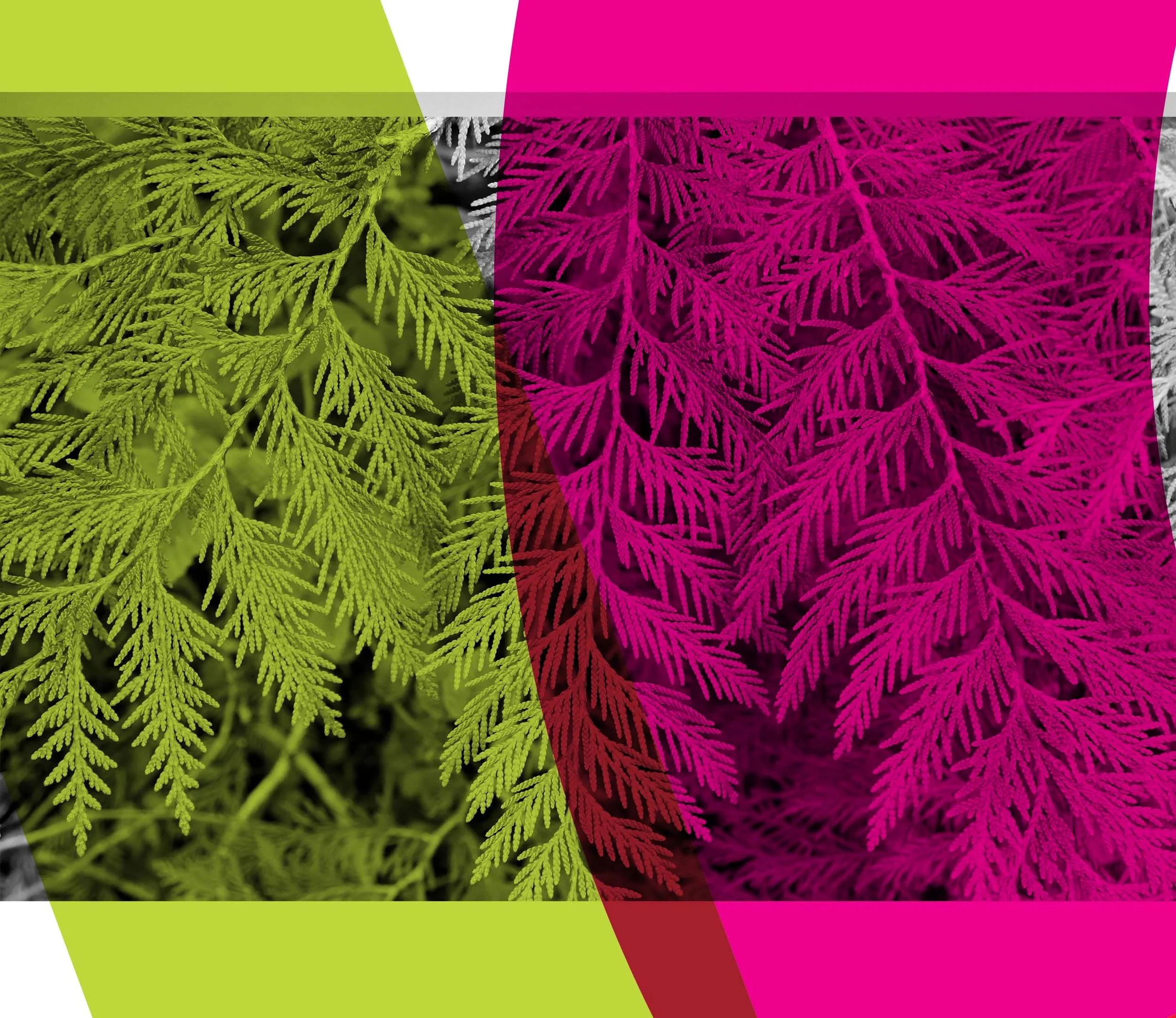 Indigenous plant guide in Sḵwx̱ wú7mesh sníchim — MOV | Museum of Vancouver