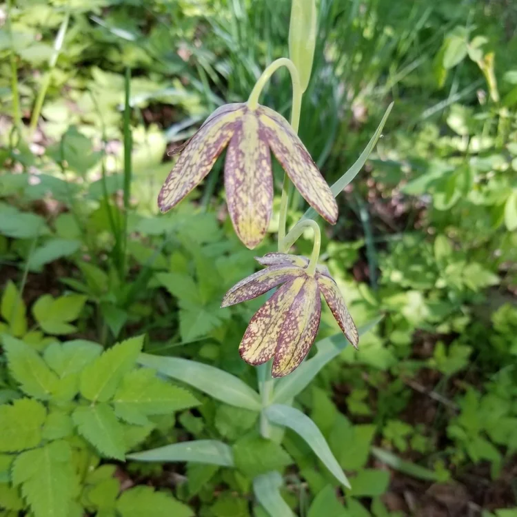 Indigenous Plant Guide hən̓q̓əmin̓əm̓ — MOV | Museum of Vancouver — MOV ...