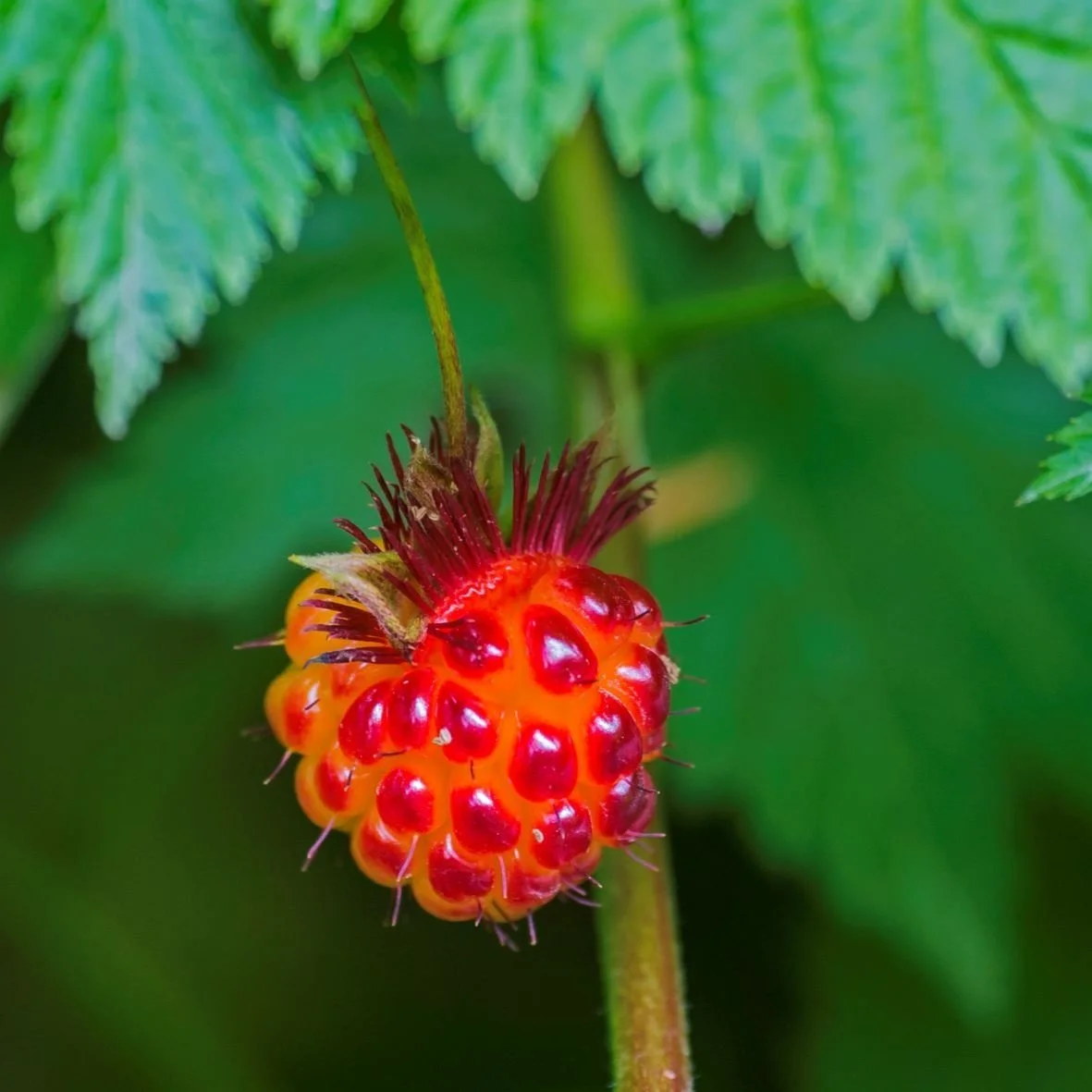 Indigenous Plant Guide hən̓q̓əmin̓əm̓ — MOV | Museum of Vancouver — MOV ...