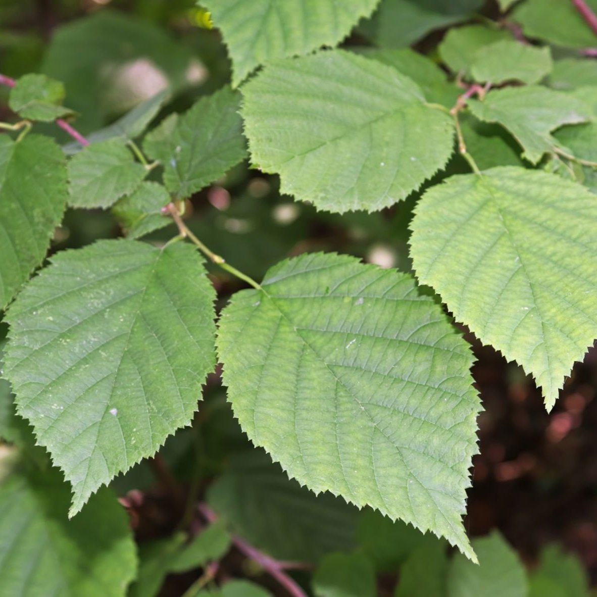 Indigenous Plant Guide hən̓q̓əmin̓əm̓ — MOV | Museum of Vancouver — MOV ...