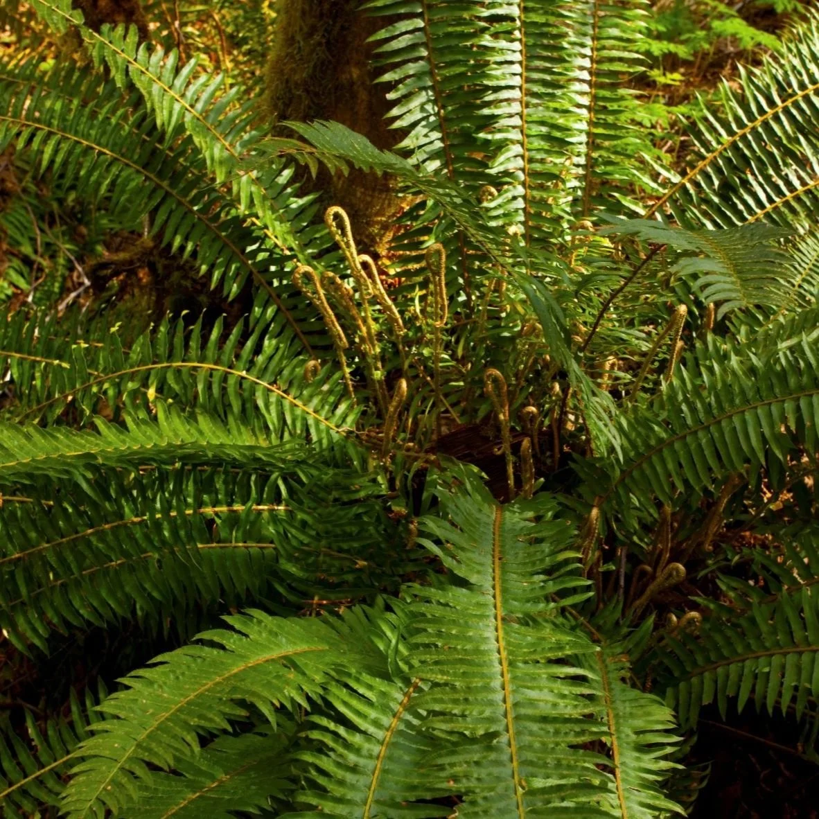 Indigenous plant guide in Sḵwx̱ wú7mesh sníchim — MOV | Museum of Vancouver